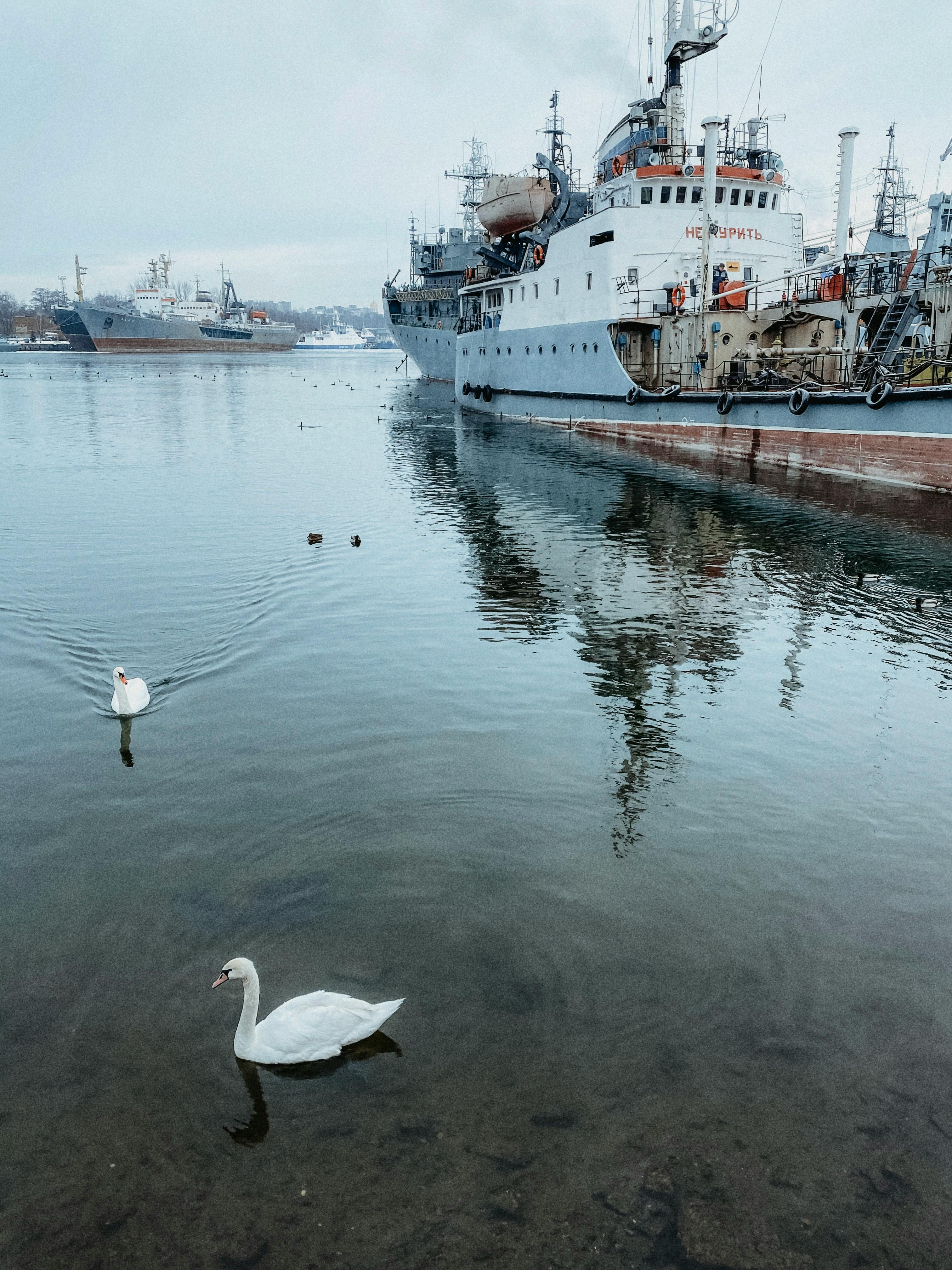 White Ducks Sailing on a Harbor with Docked Cargo Ships · Free Stock Photo