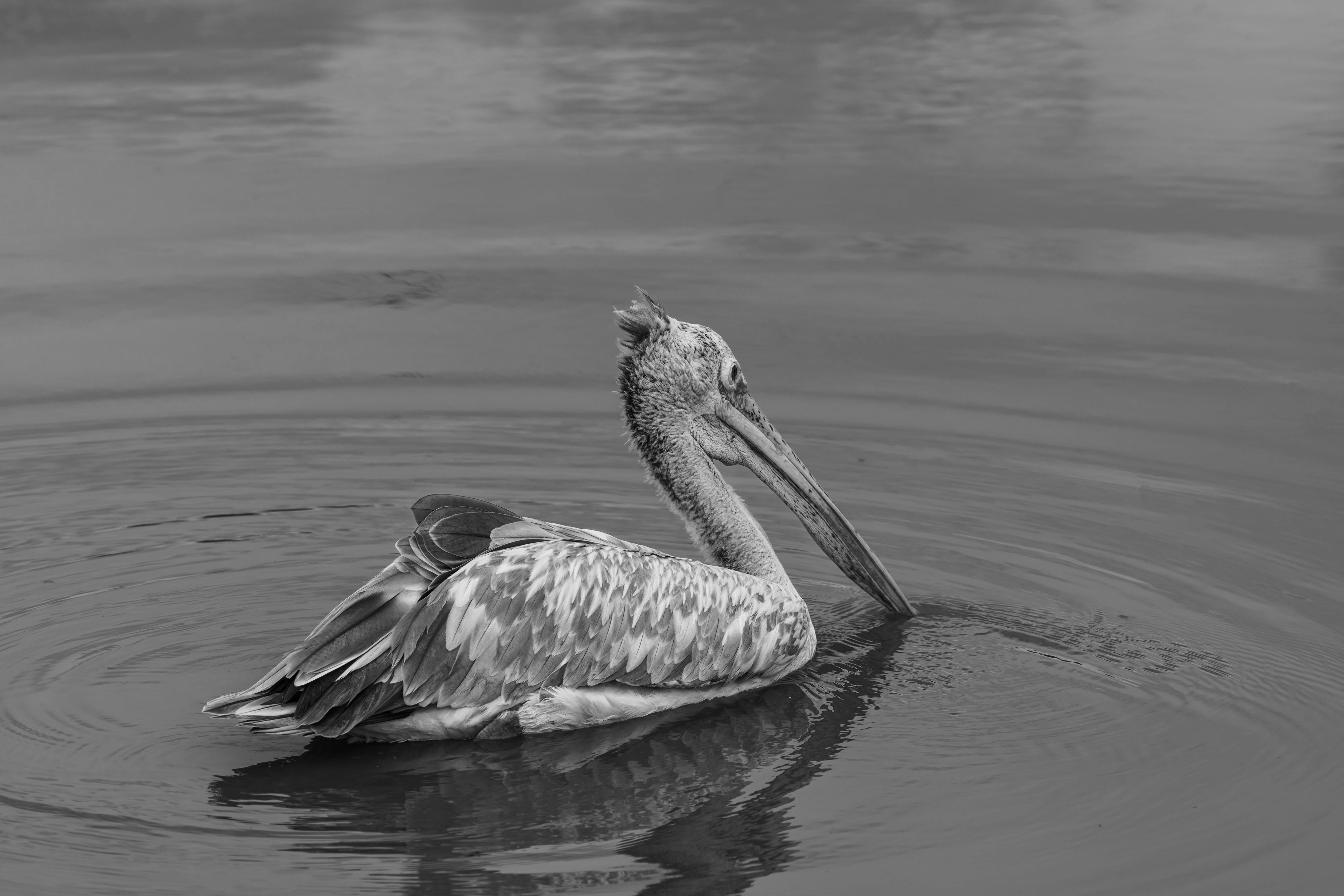 Pelican Bill Photos, Download The BEST Free Pelican Bill Stock Photos ...