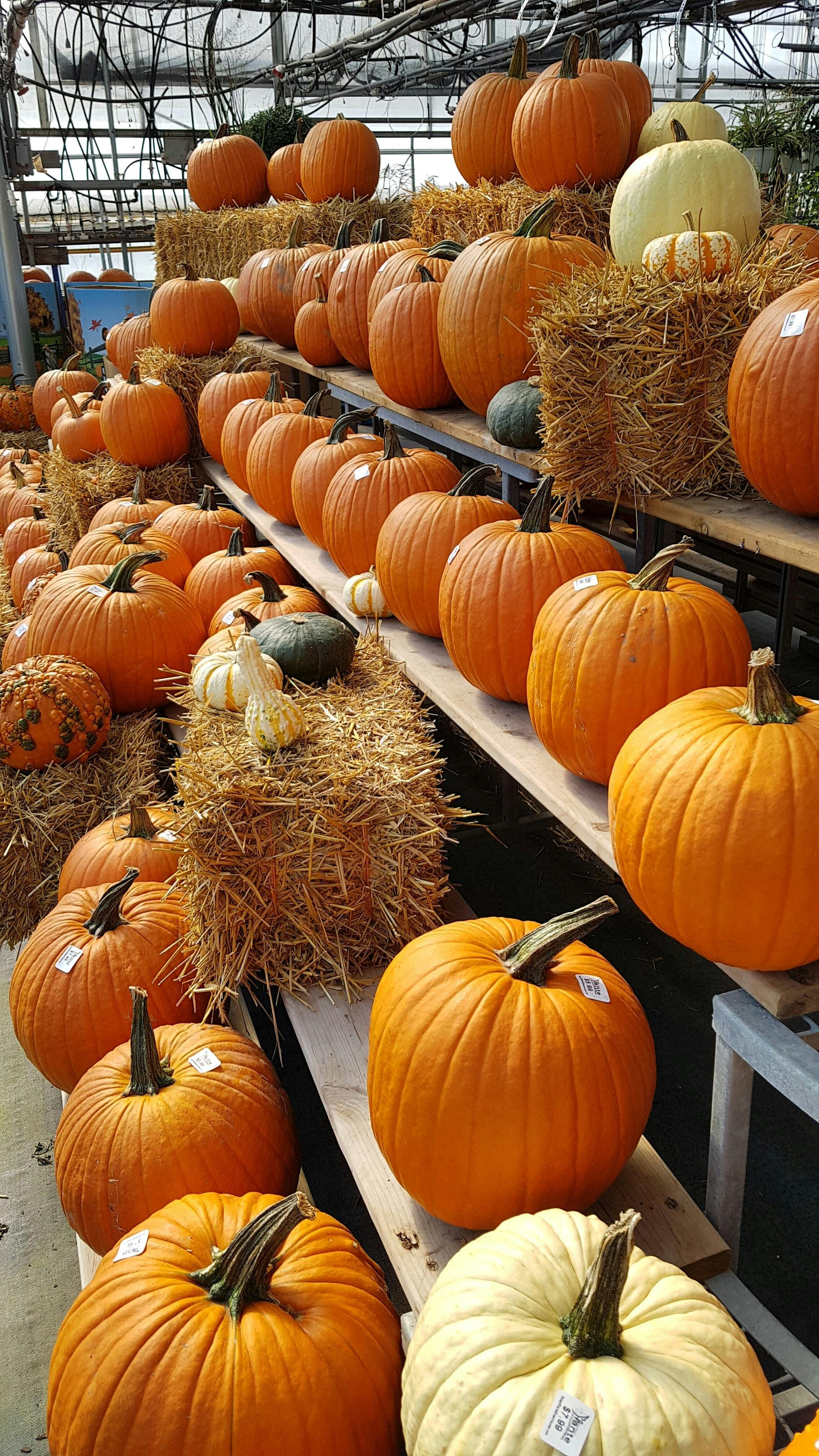 C. Edward Olson - 사진