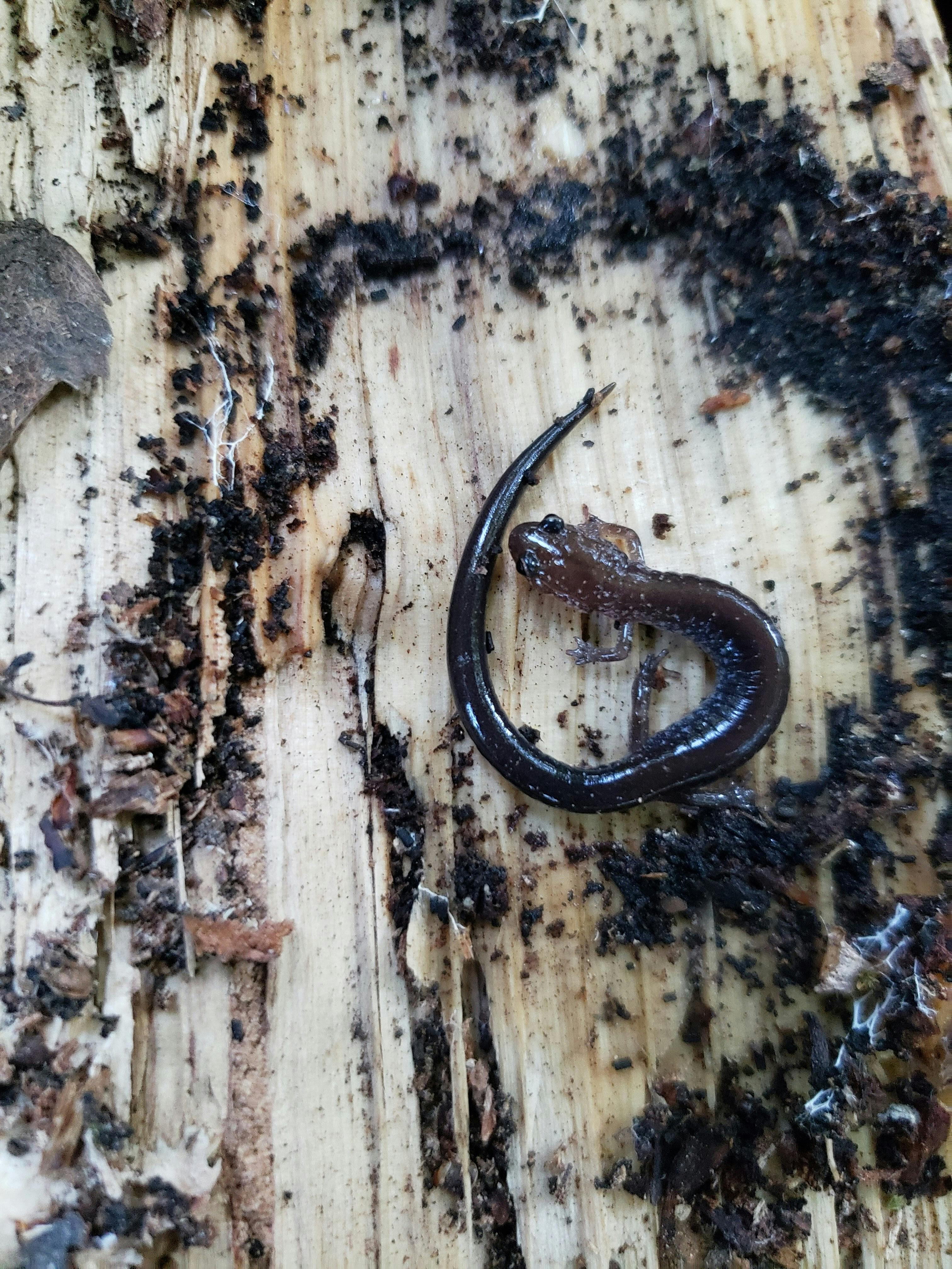 C. Edward Olson - 사진