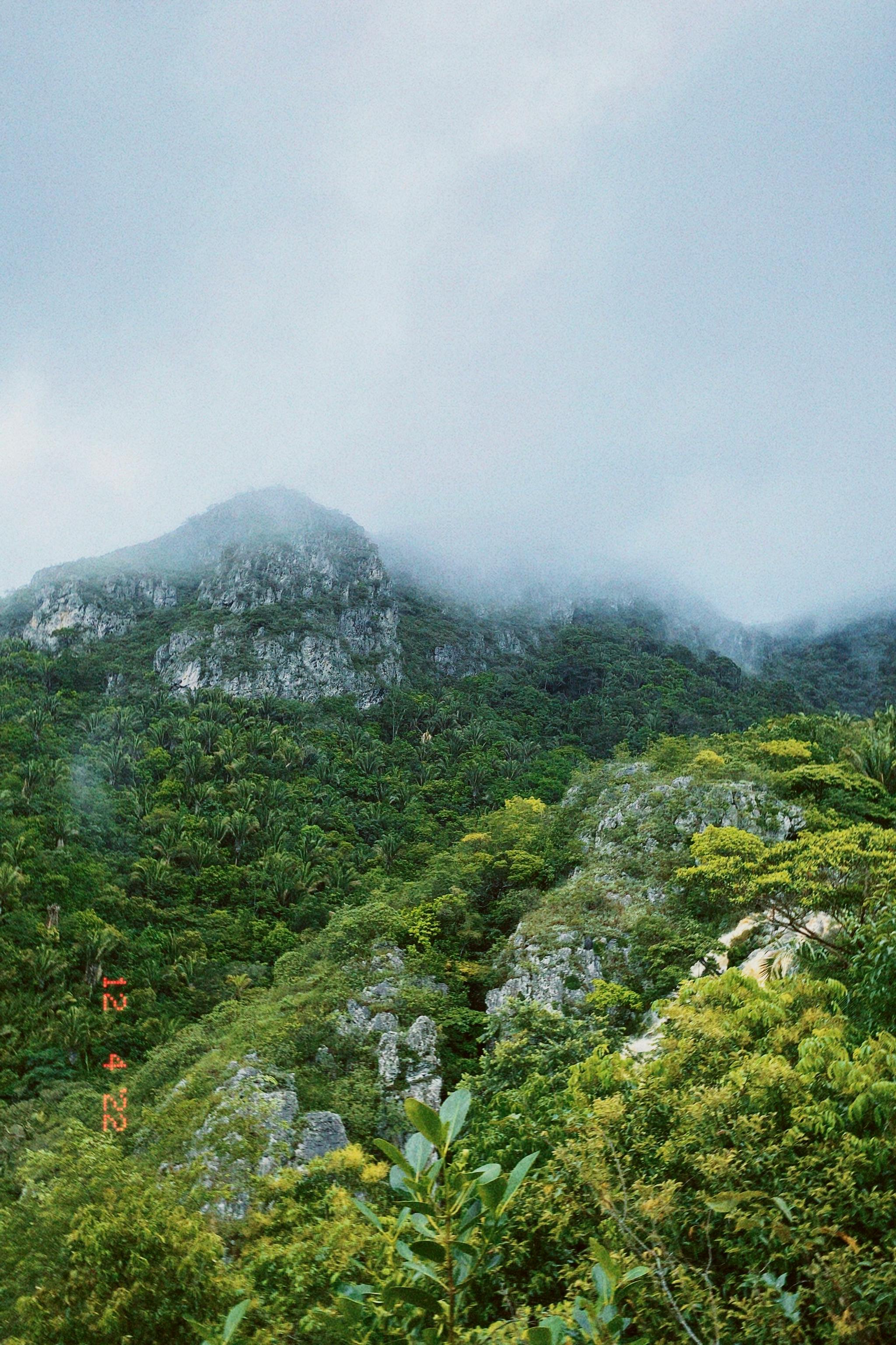 Bumpy Forest Road · Free Stock Photo