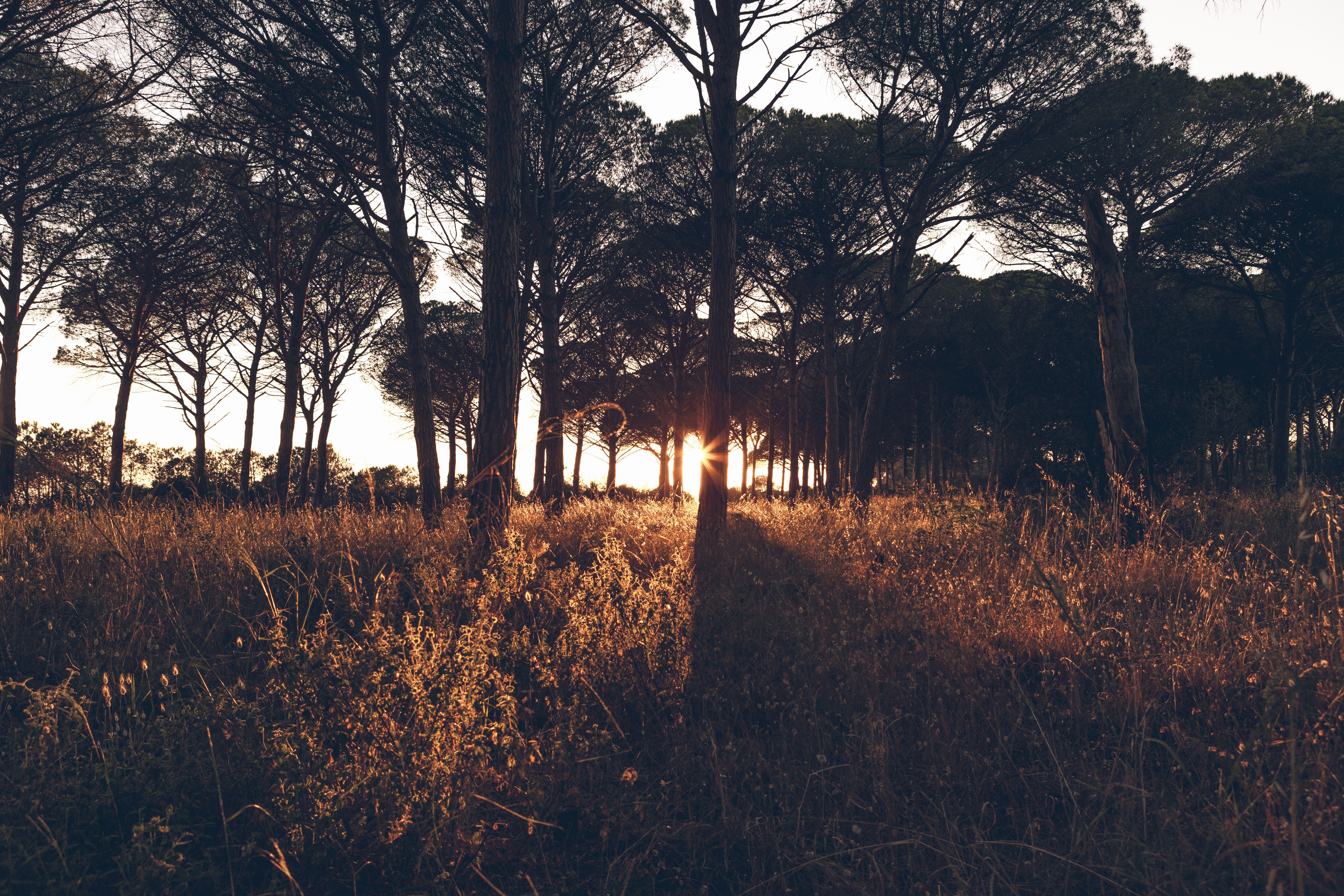 View of a Tress in the Forest with Sunlight · Free Stock Photo