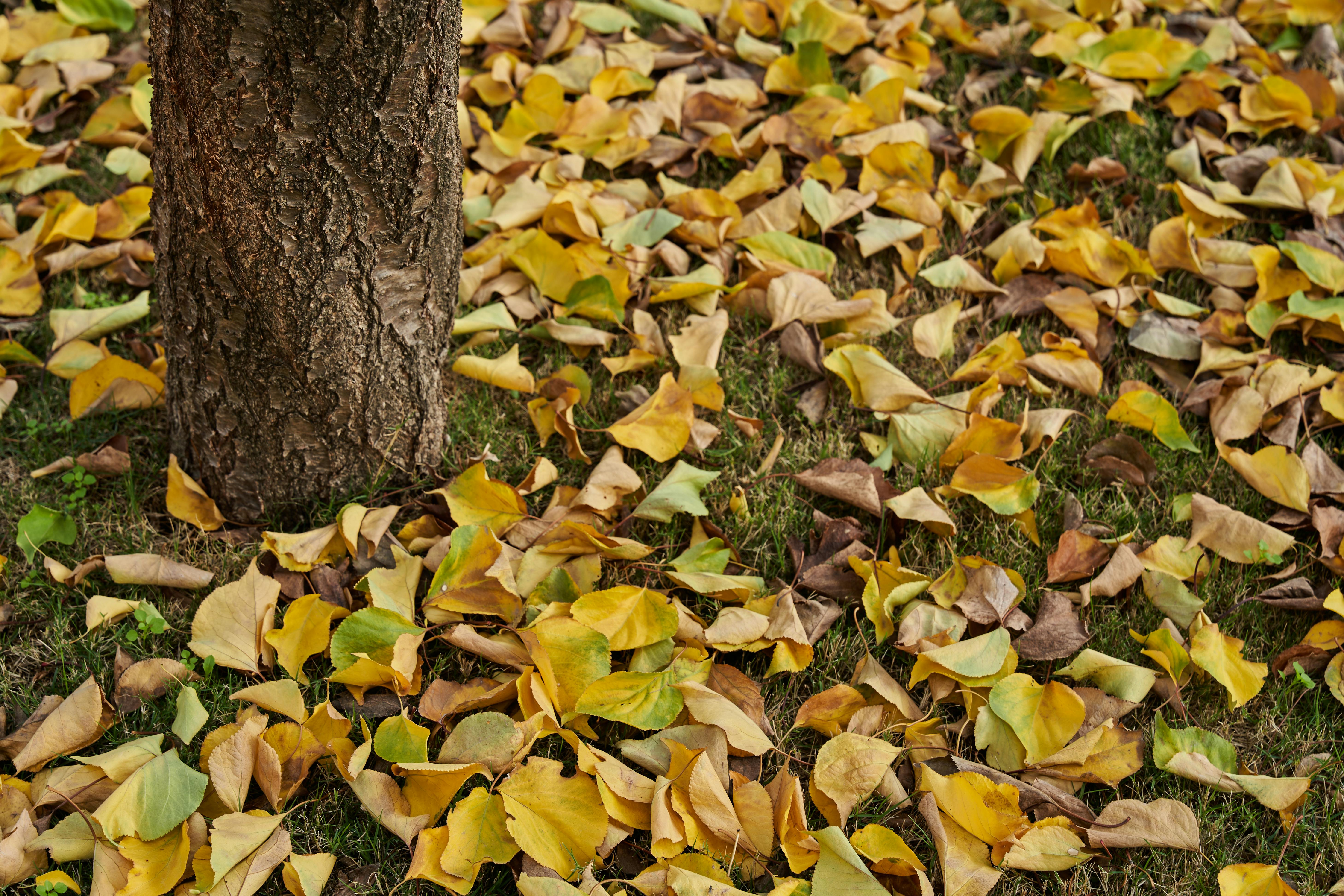 Autumn Leaves Lying Down on Ground · Free Stock Photo