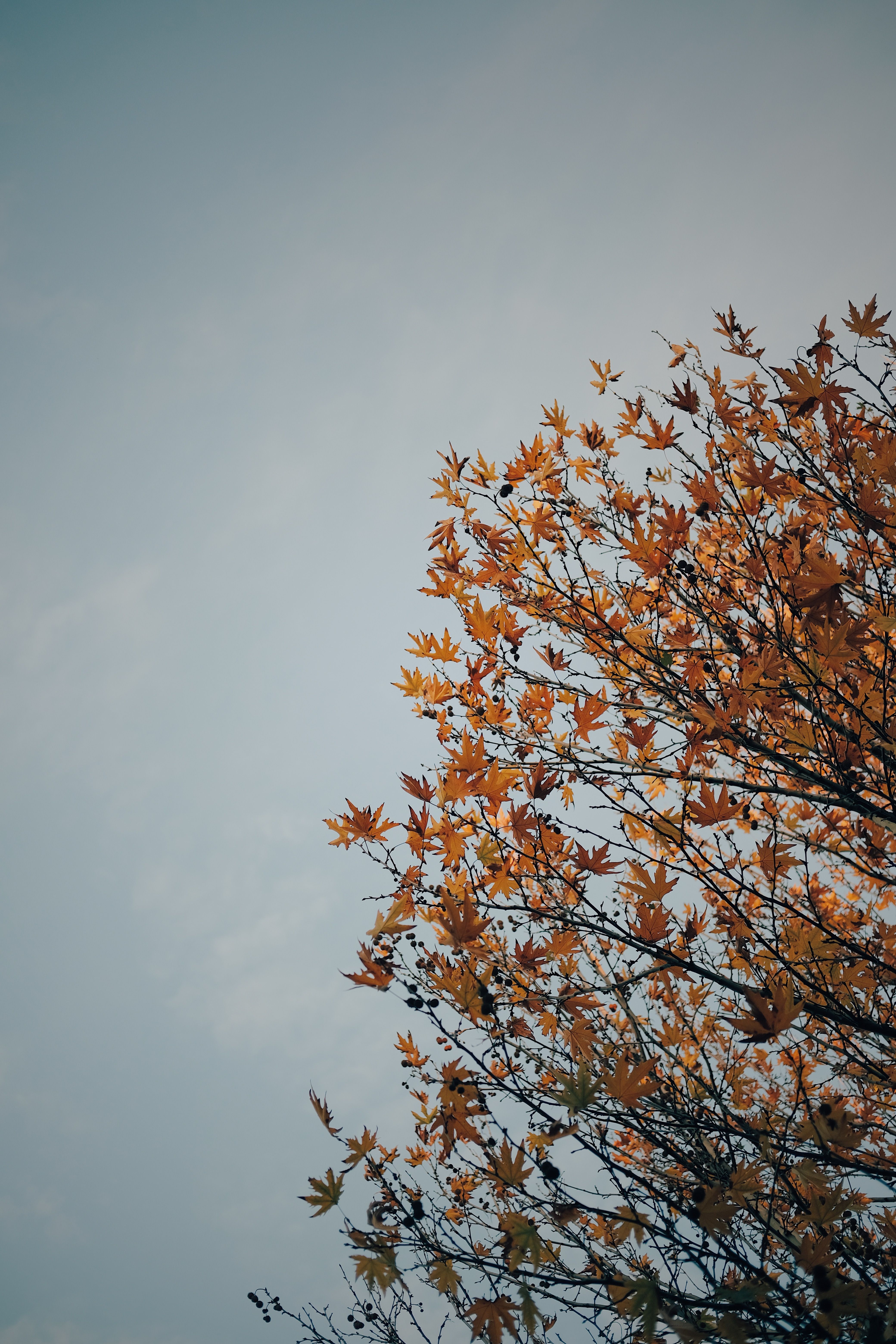 Brown Leaves of a Tree · Free Stock Photo