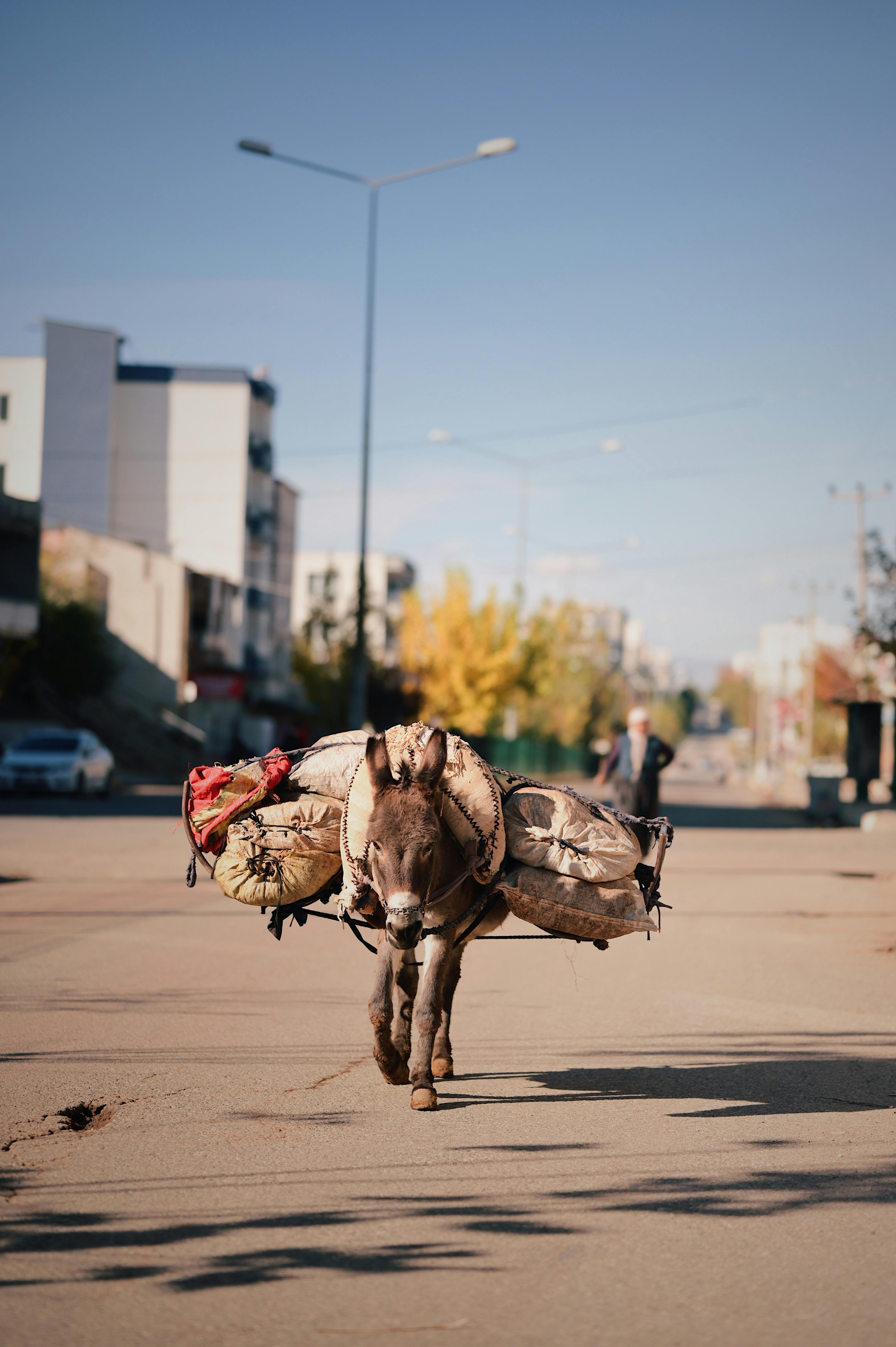 Donkey Carrying Sacks · Free Stock Photo