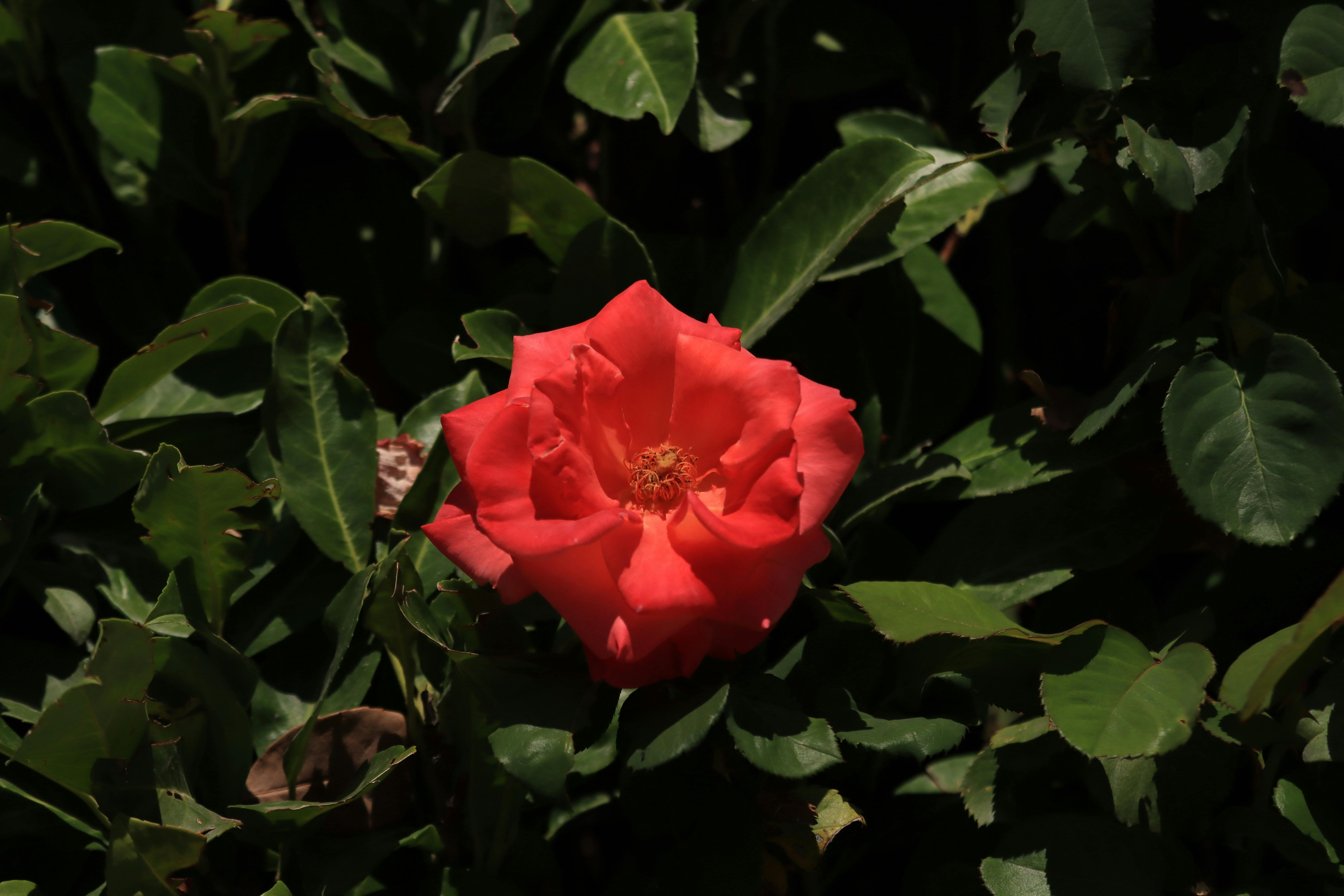 Red Flower in Close Up Photography · Free Stock Photo