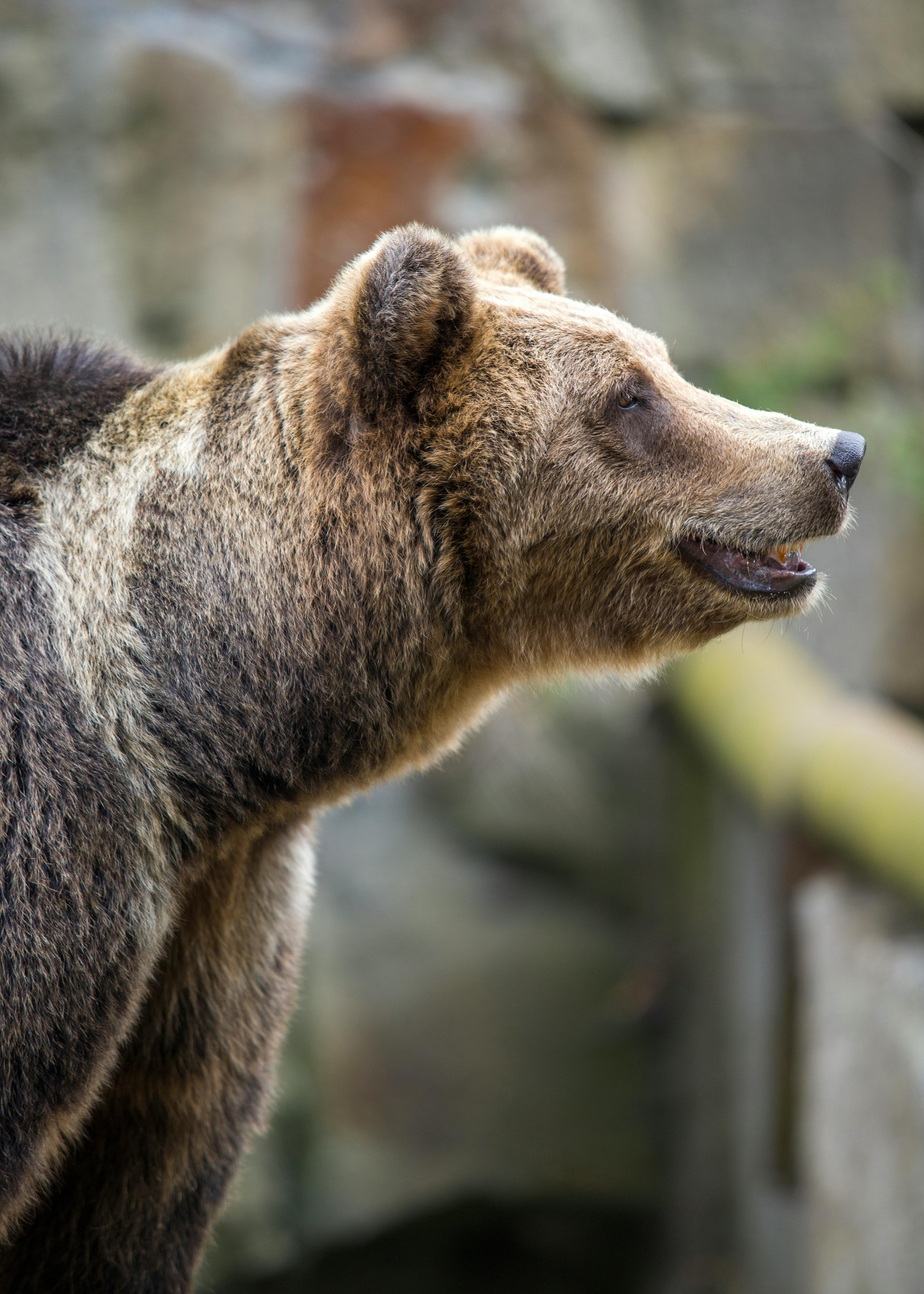 Bear Side Profile Photos, Download The BEST Free Bear Side Profile ...