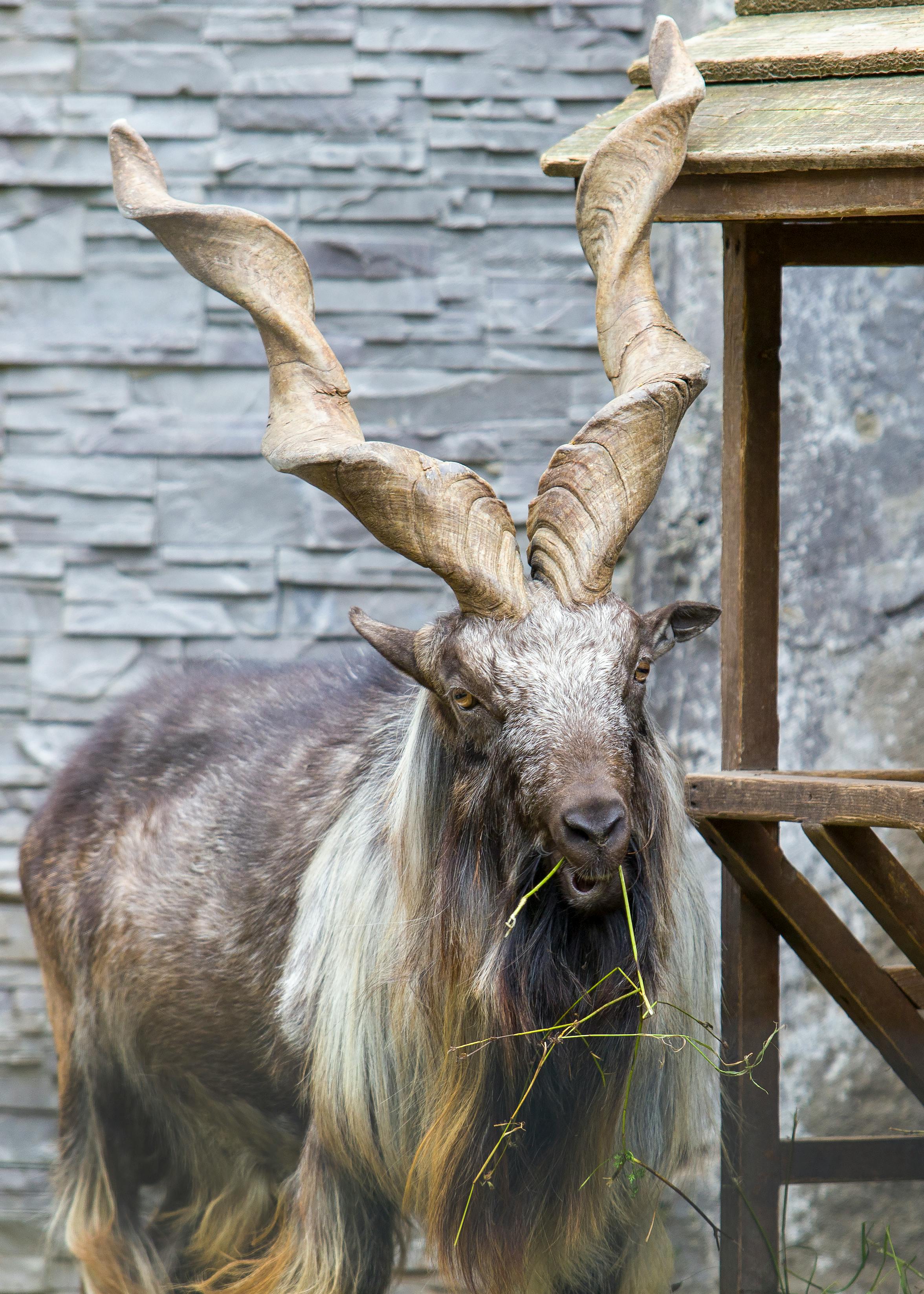 goat, markhor · Free Stock Photo