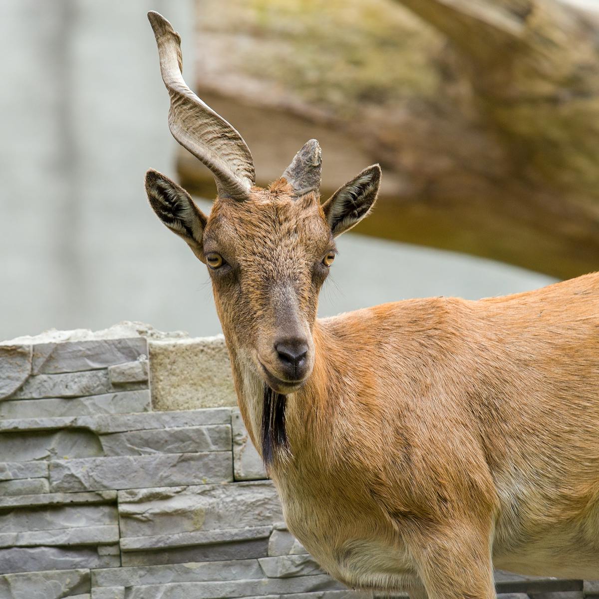 Markhor Photos, Download The BEST Free Markhor Stock Photos & HD Images