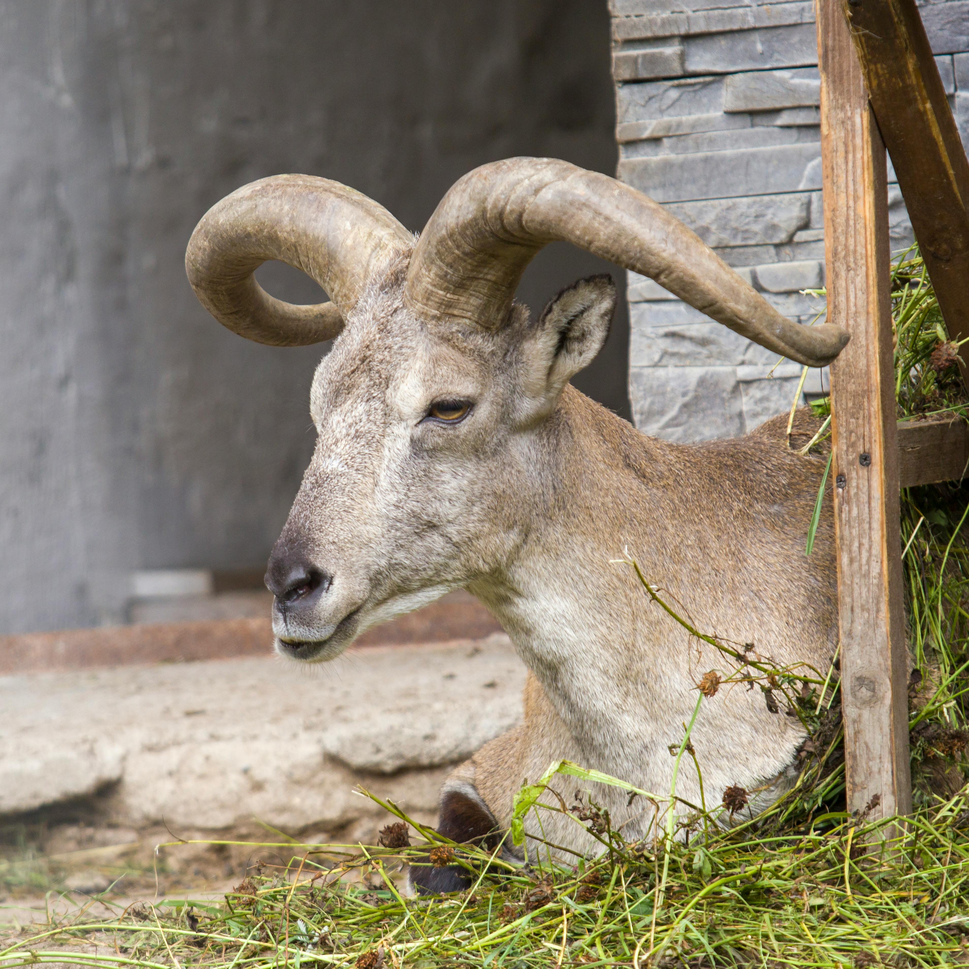 Portrait of a Ram Looking Straight at Camera · Free Stock Photo