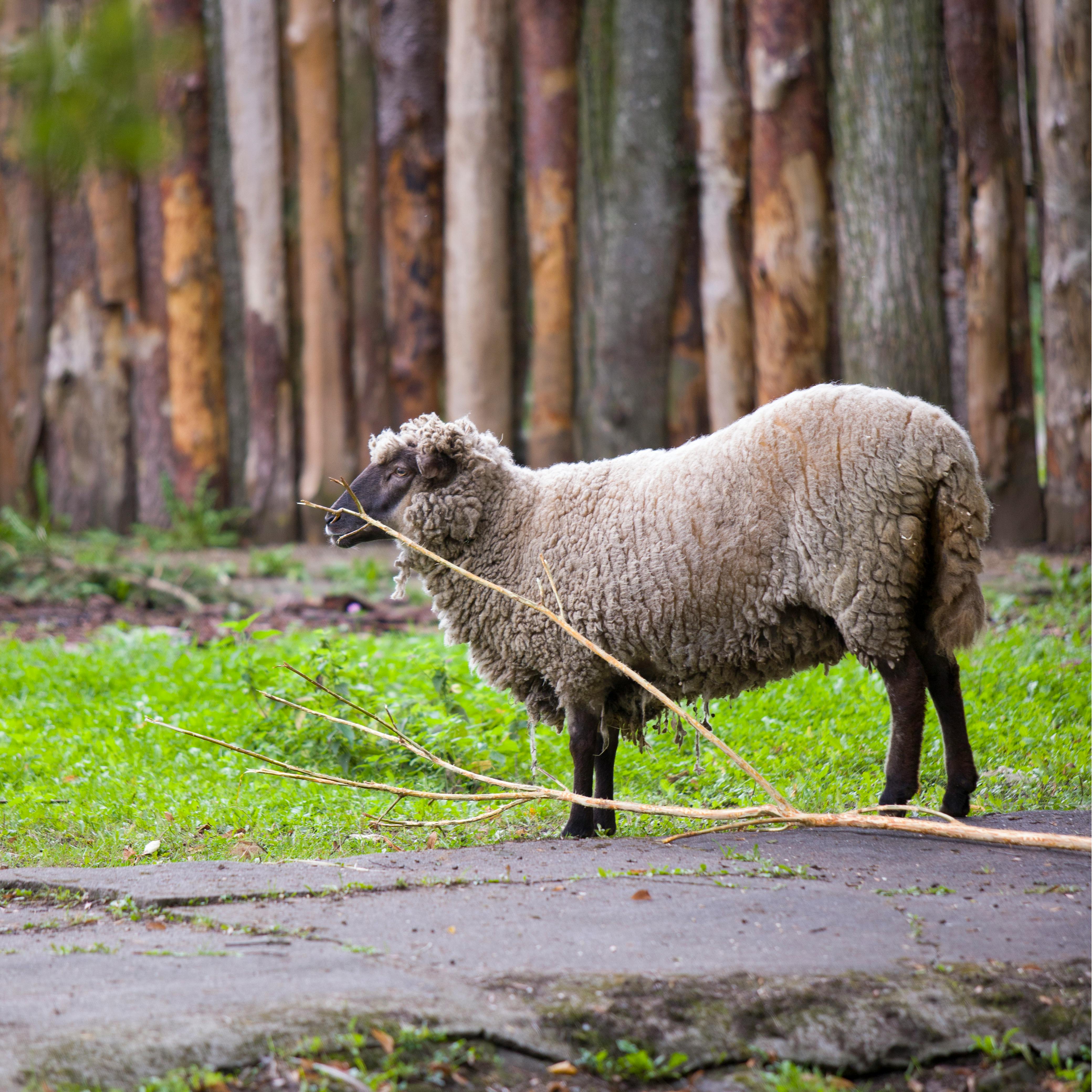 Sheep in Front of a Log Fence · Free Stock Photo