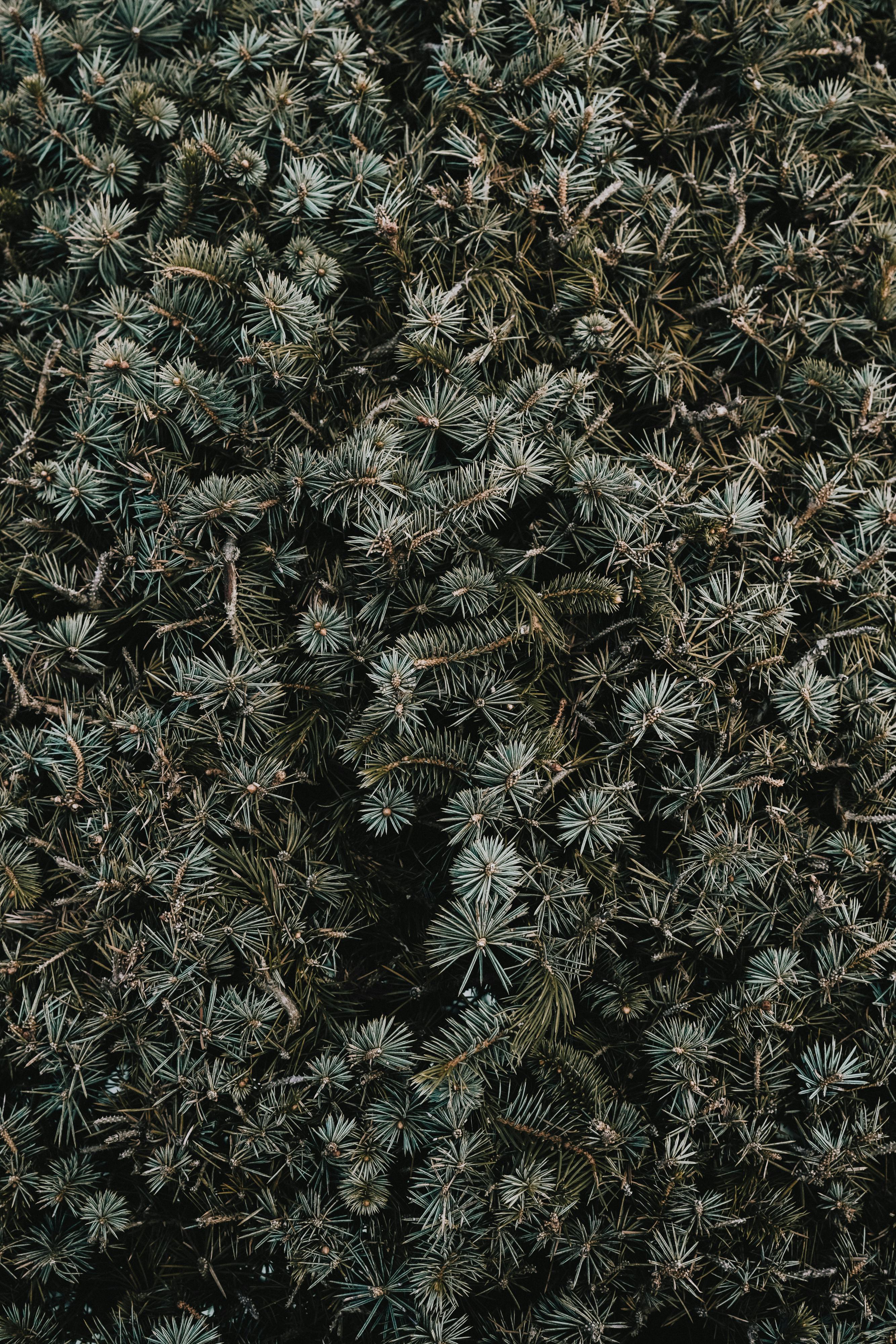 Bush Hedging Photos, Download The BEST Free Bush Hedging Stock Photos ...