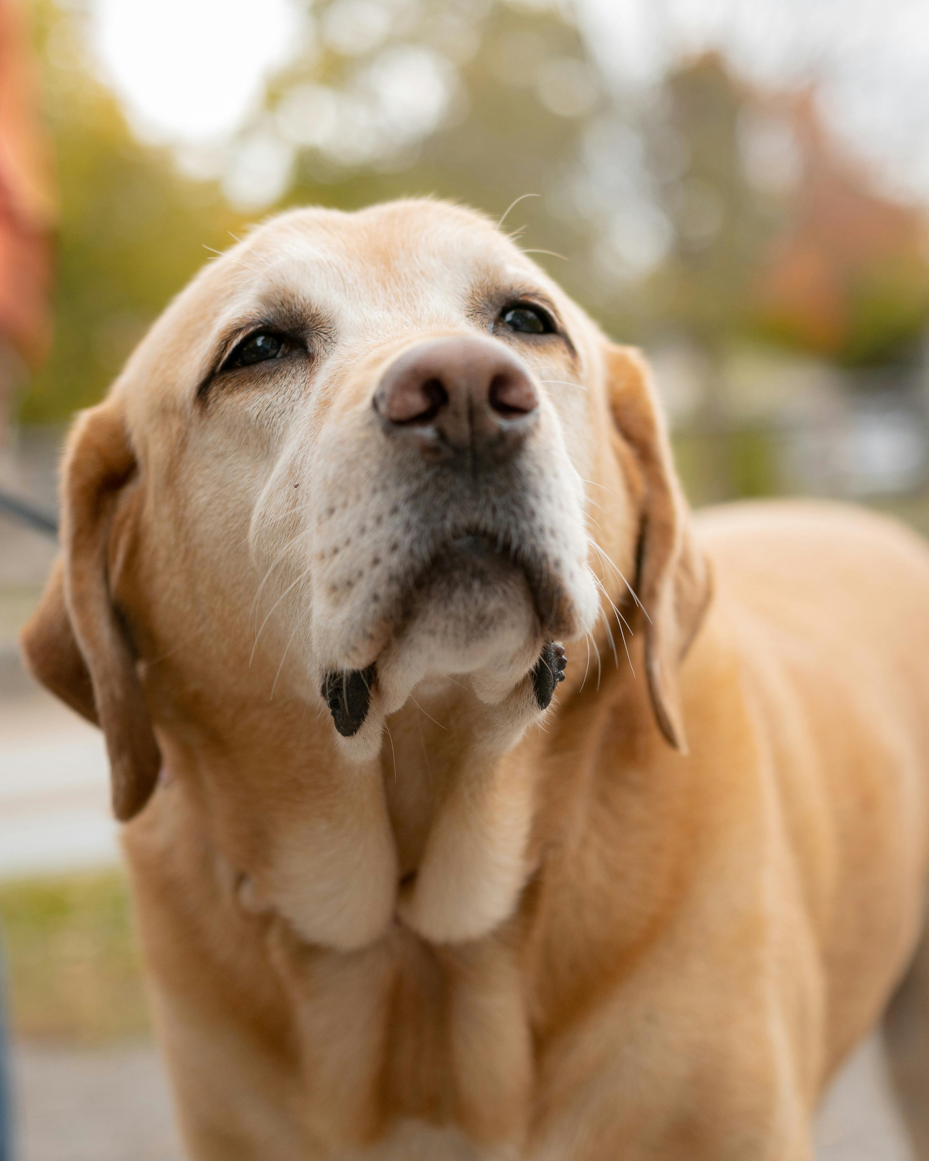 Close-Up Shot of a Dog · Free Stock Photo