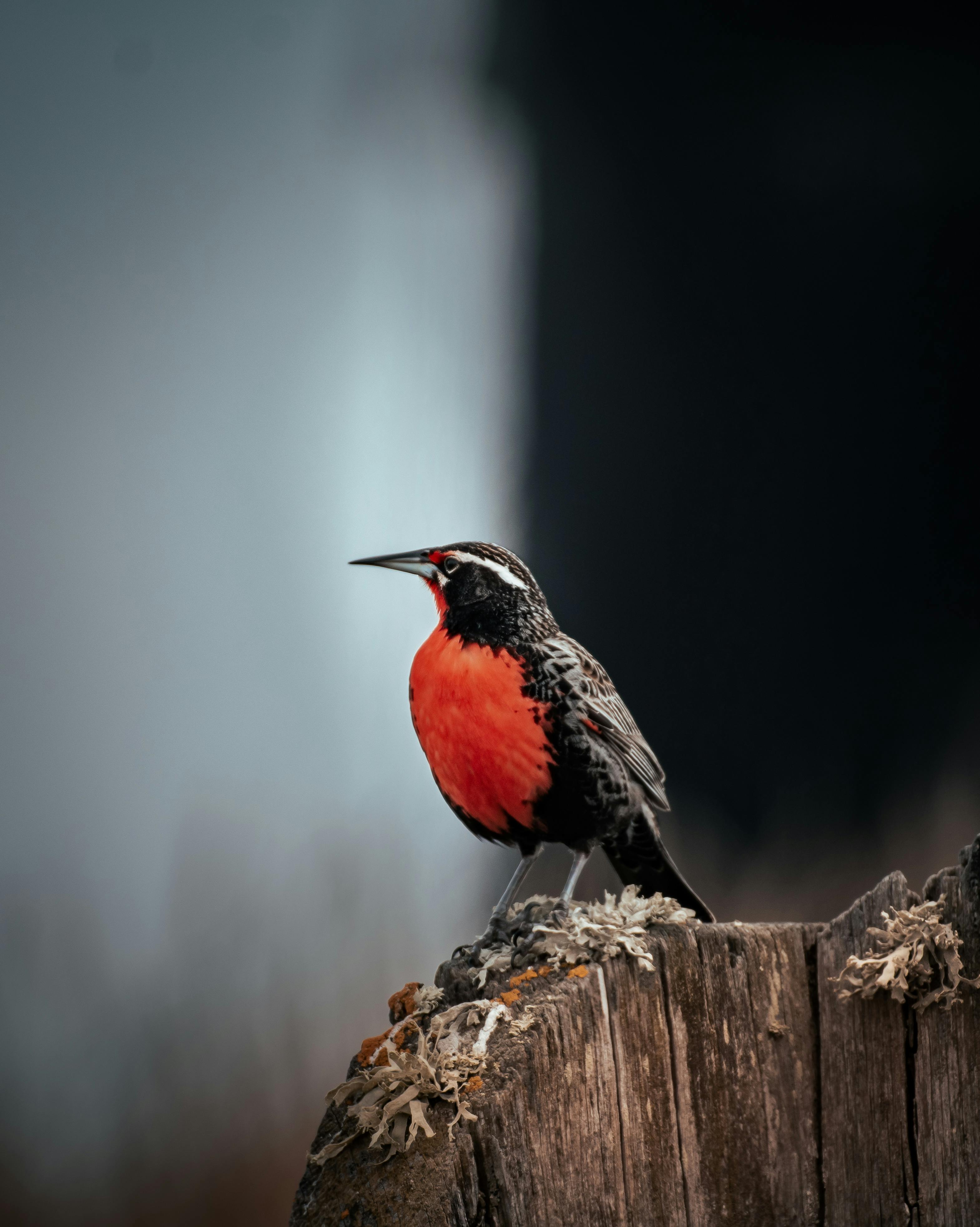 Close up of Long-tailed Meadowlark Bird · Free Stock Photo