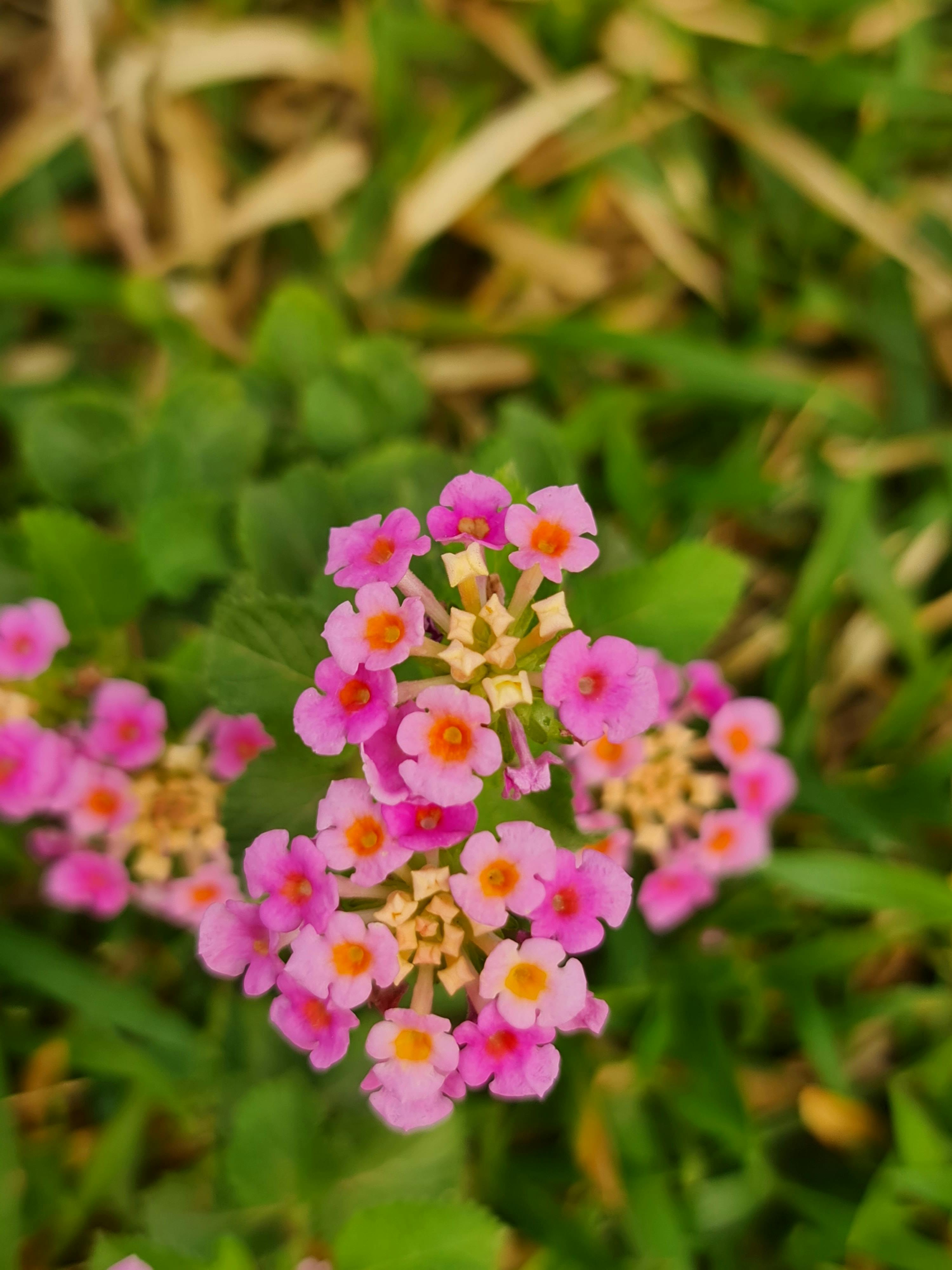 Hashan Saparamadu - 摄影