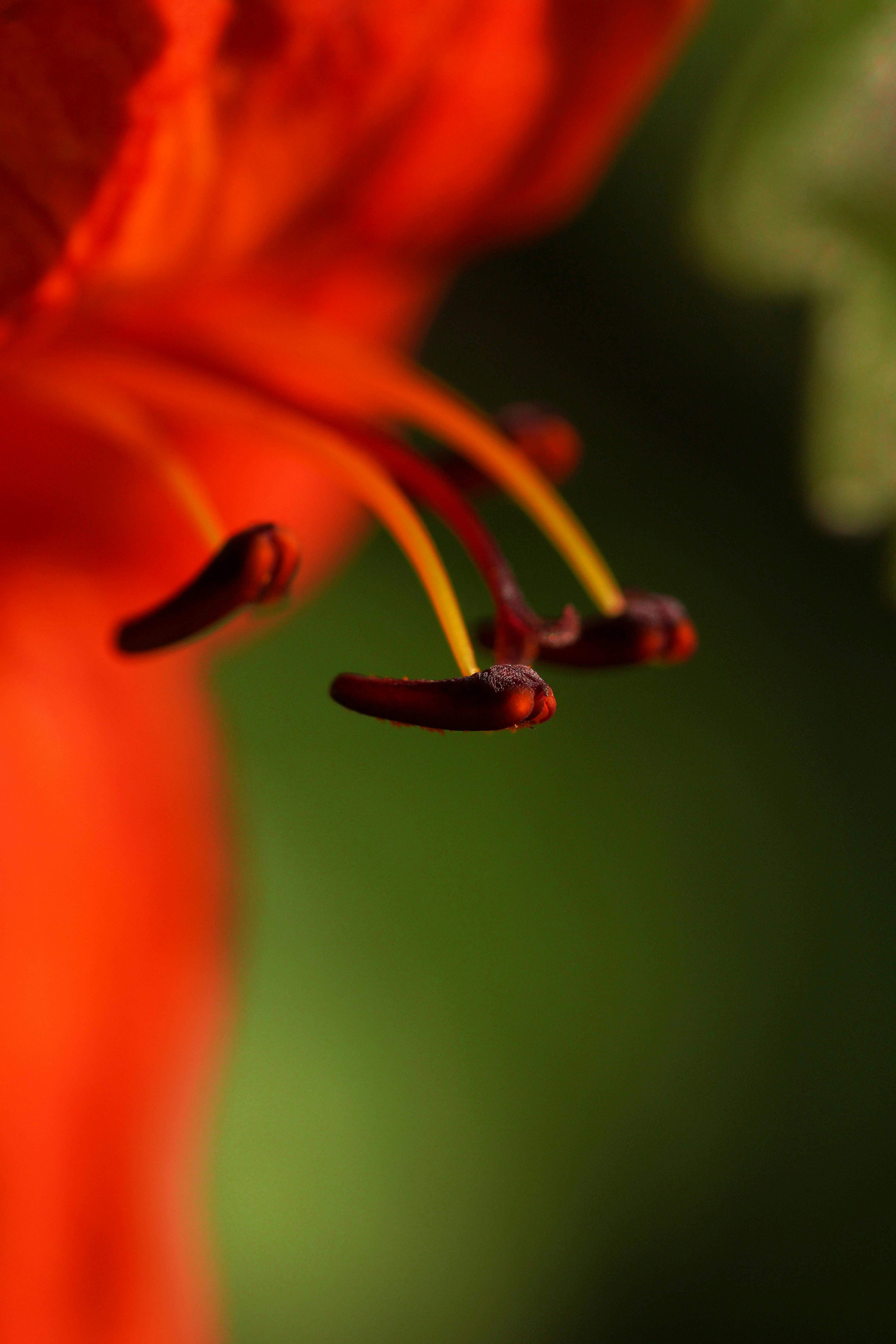 Red Lily Flower 8k Wallpaper Photos, Download The BEST Free Red Lily ...