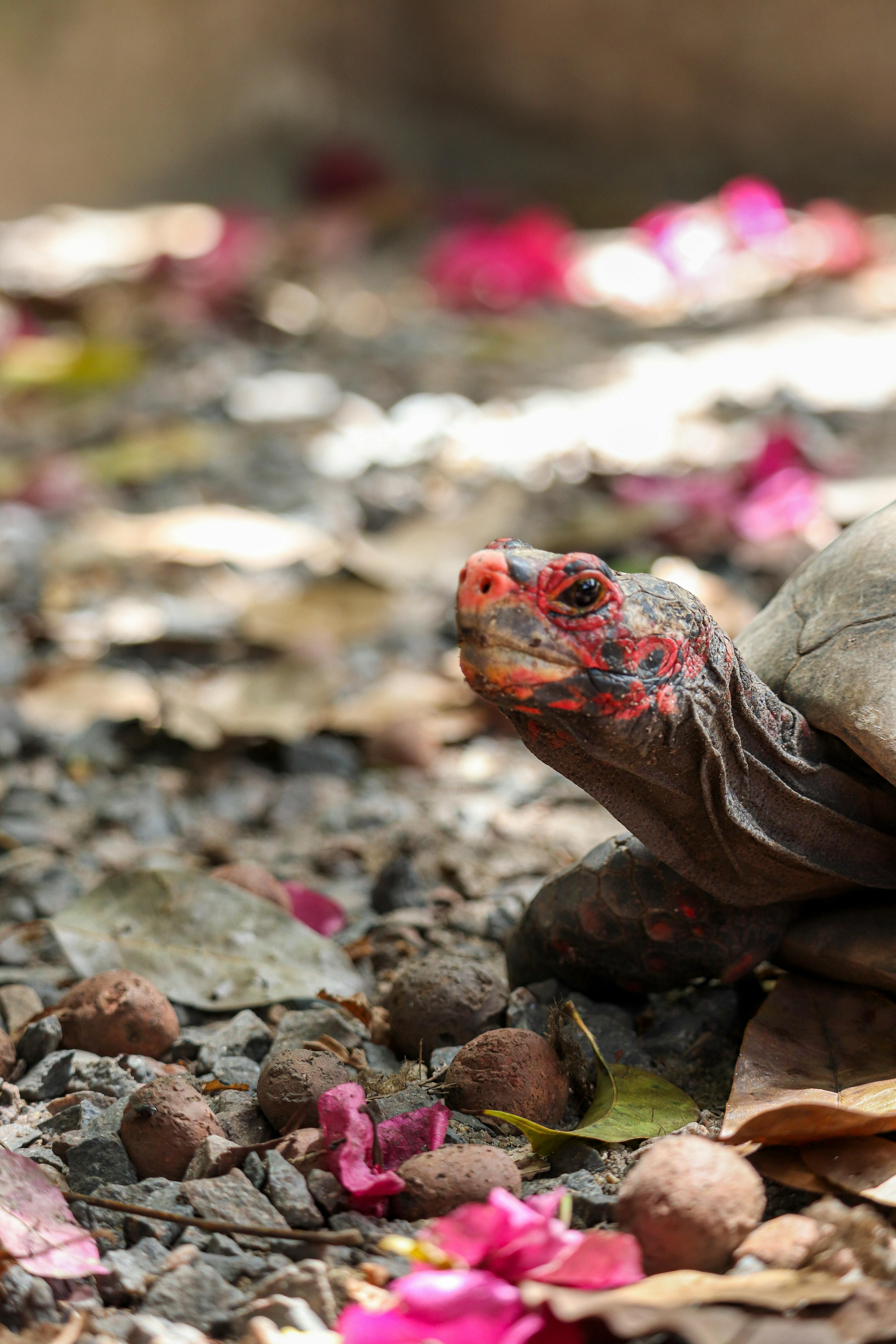 Pink Turtle Photos, Download The BEST Free Pink Turtle Stock Photos ...