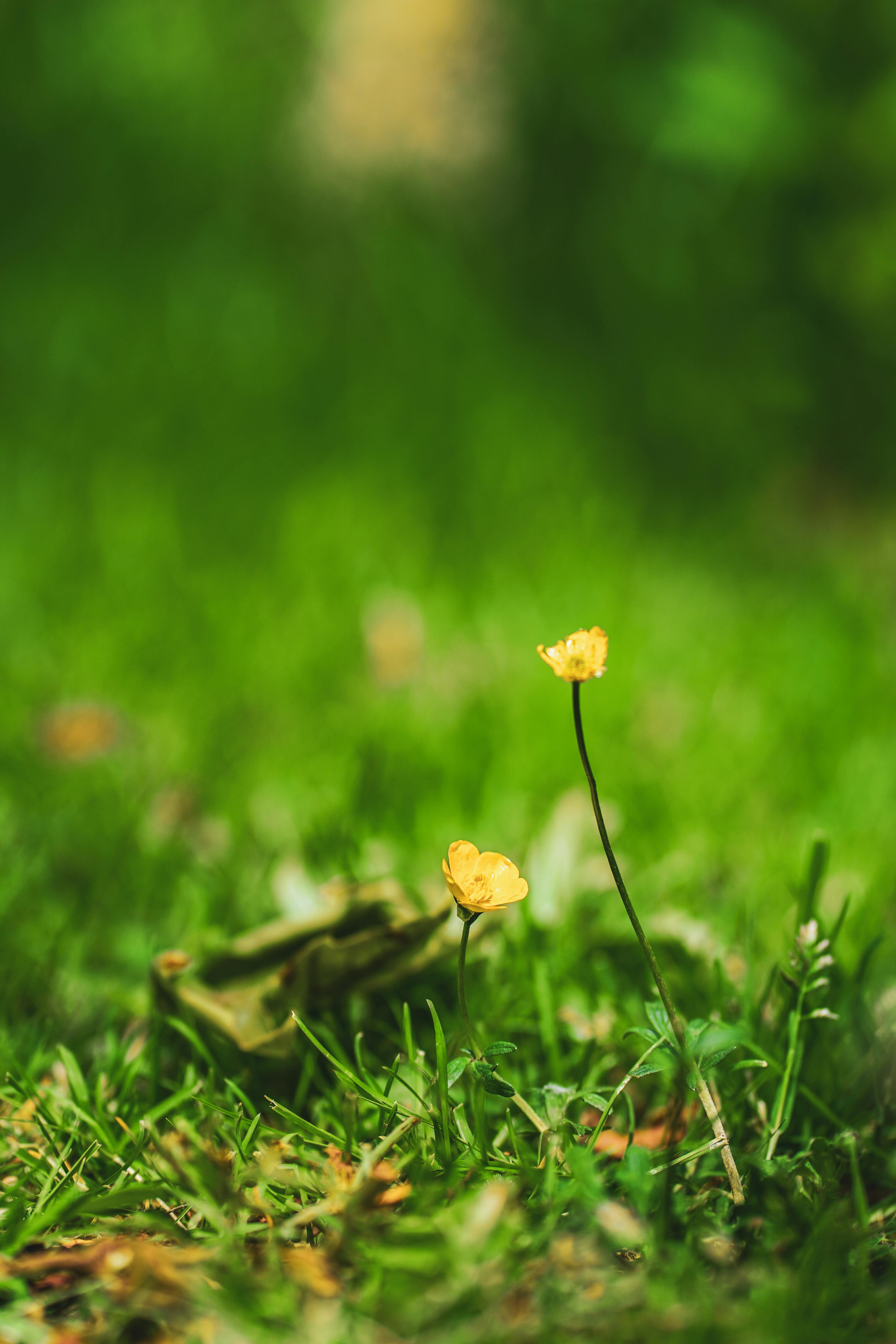 Flowers on Ground · Free Stock Photo