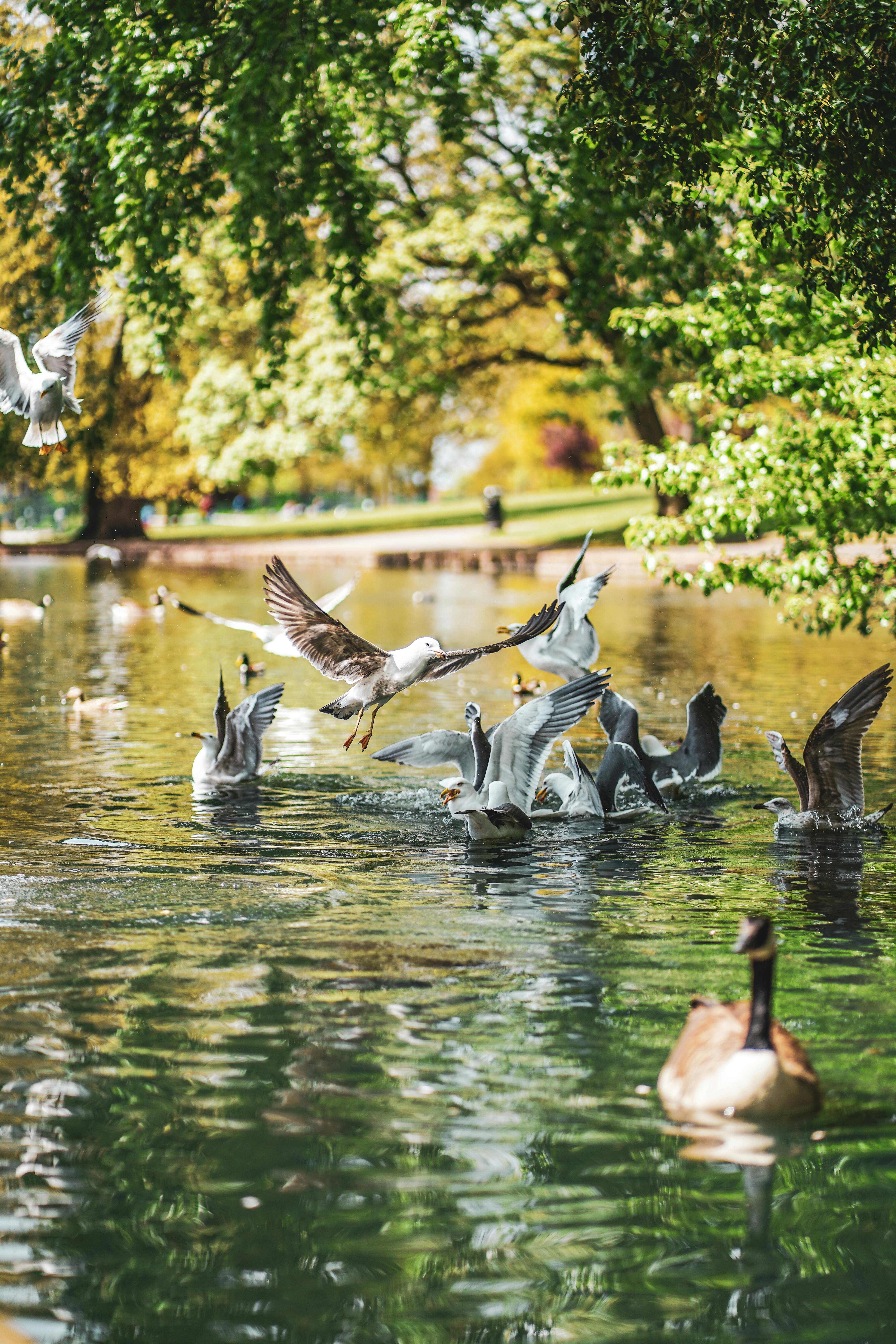 Geese on Pond in Park · Free Stock Photo