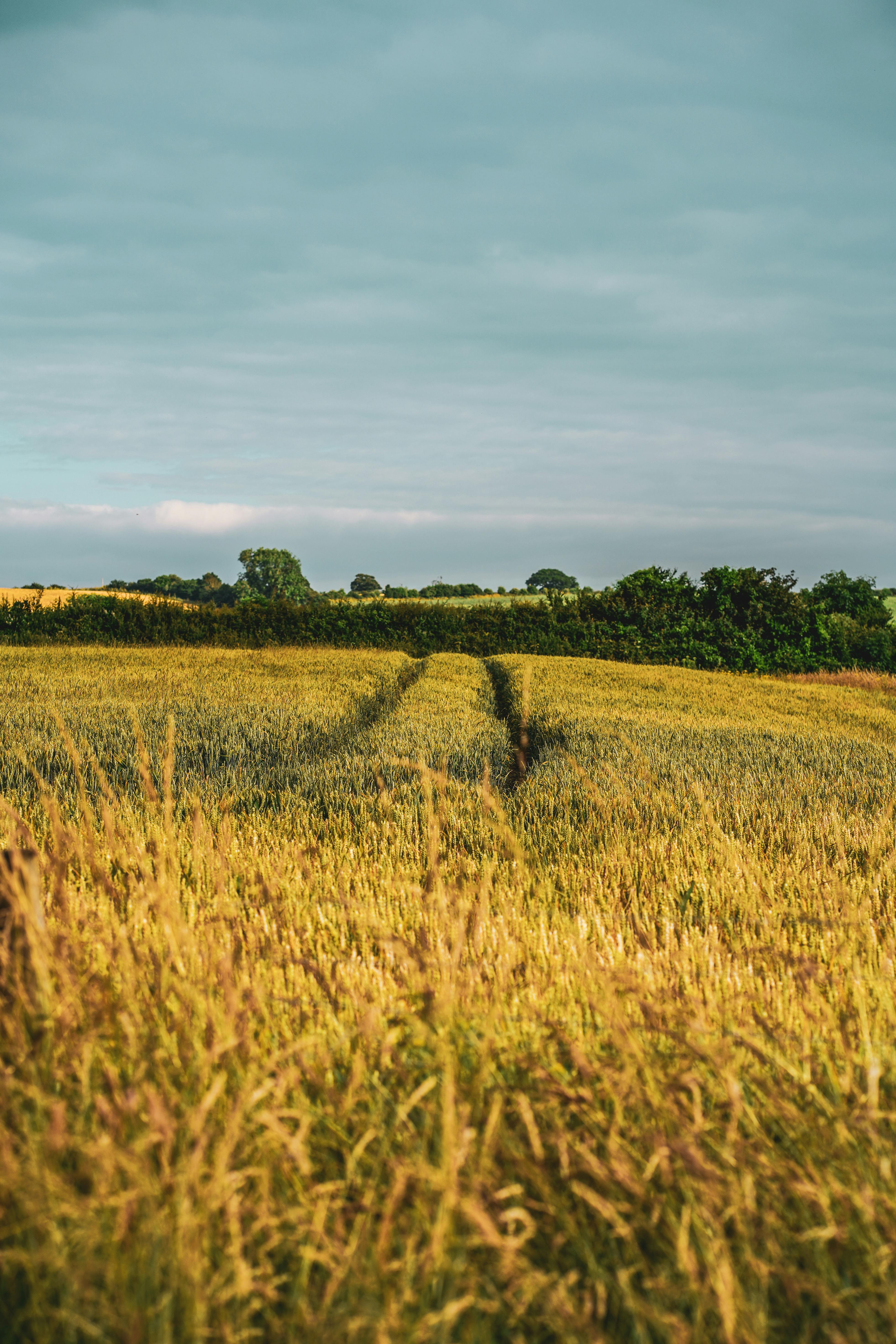 Grass Field and Autumnal Trees · Free Stock Photo