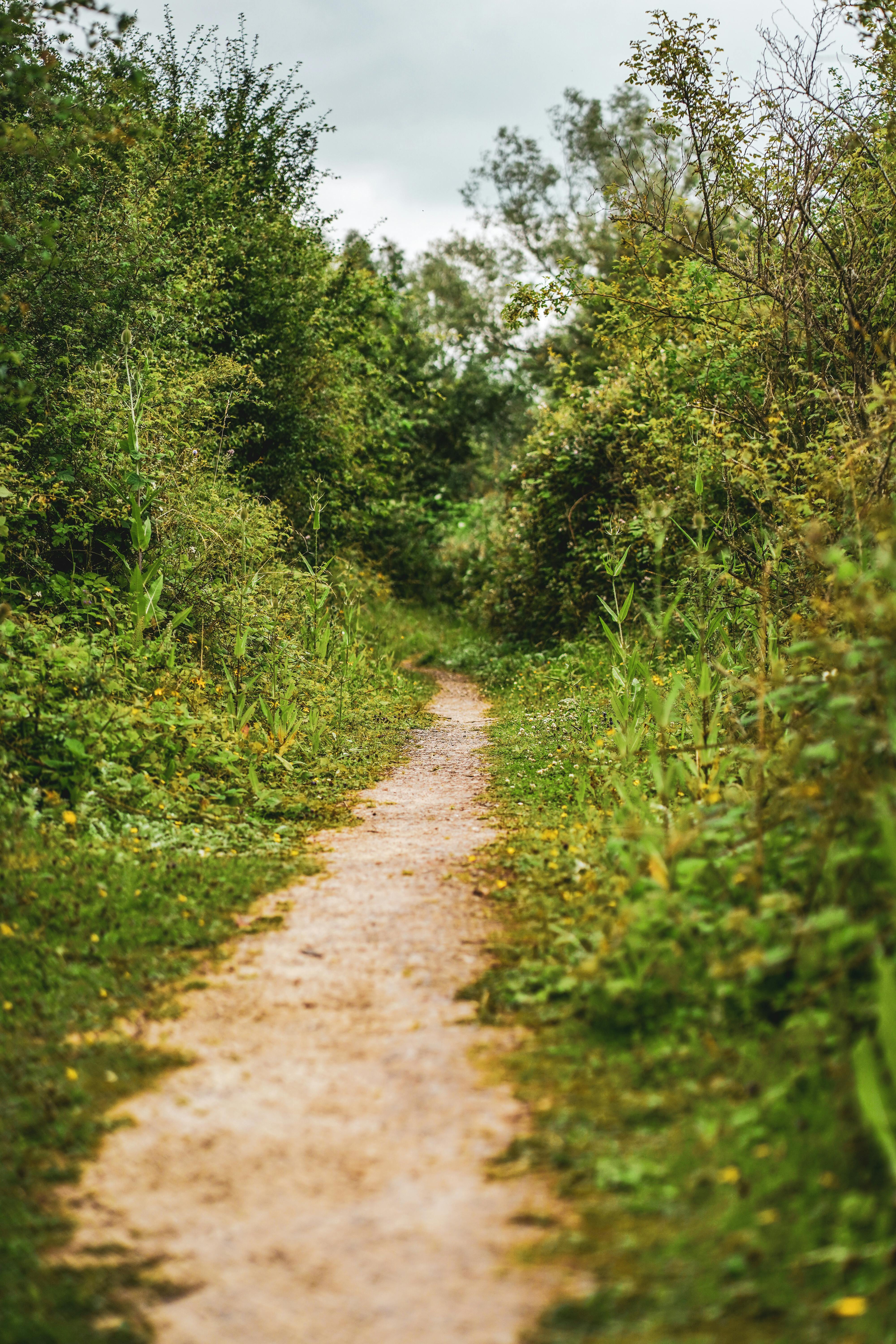 Footpath among Trees and Bushes · Free Stock Photo
