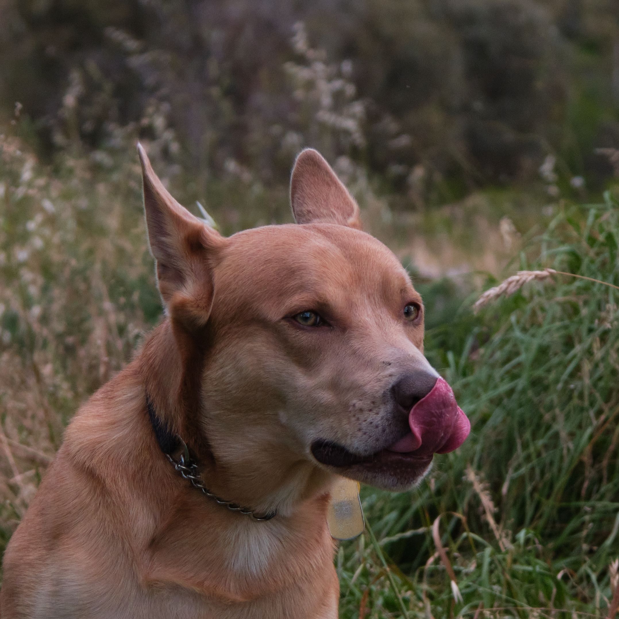 Dog Lick Backgrounds Photos, Download The BEST Free Dog Lick ...
