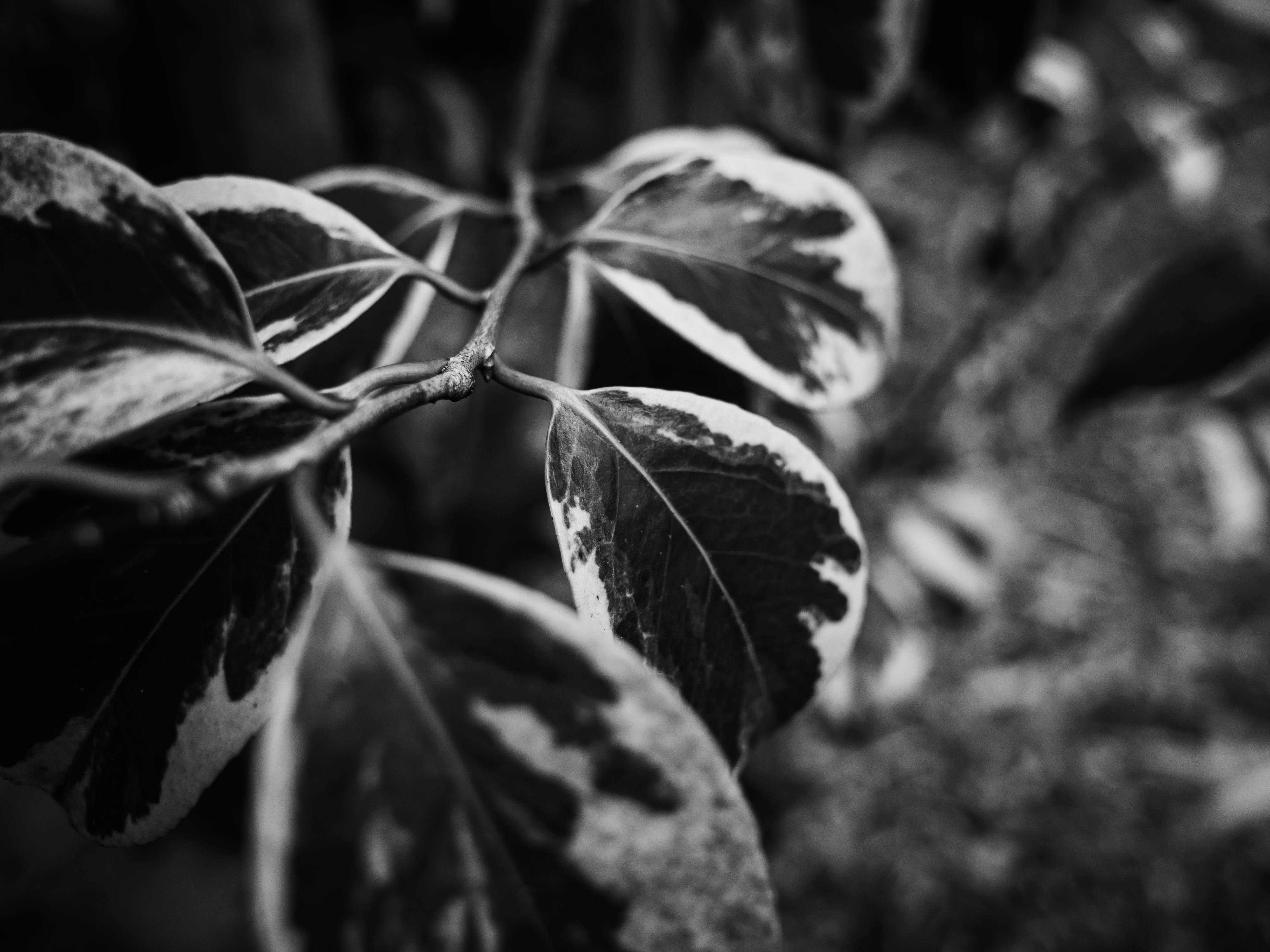 Grayscale Photo of Leaves · Free Stock Photo