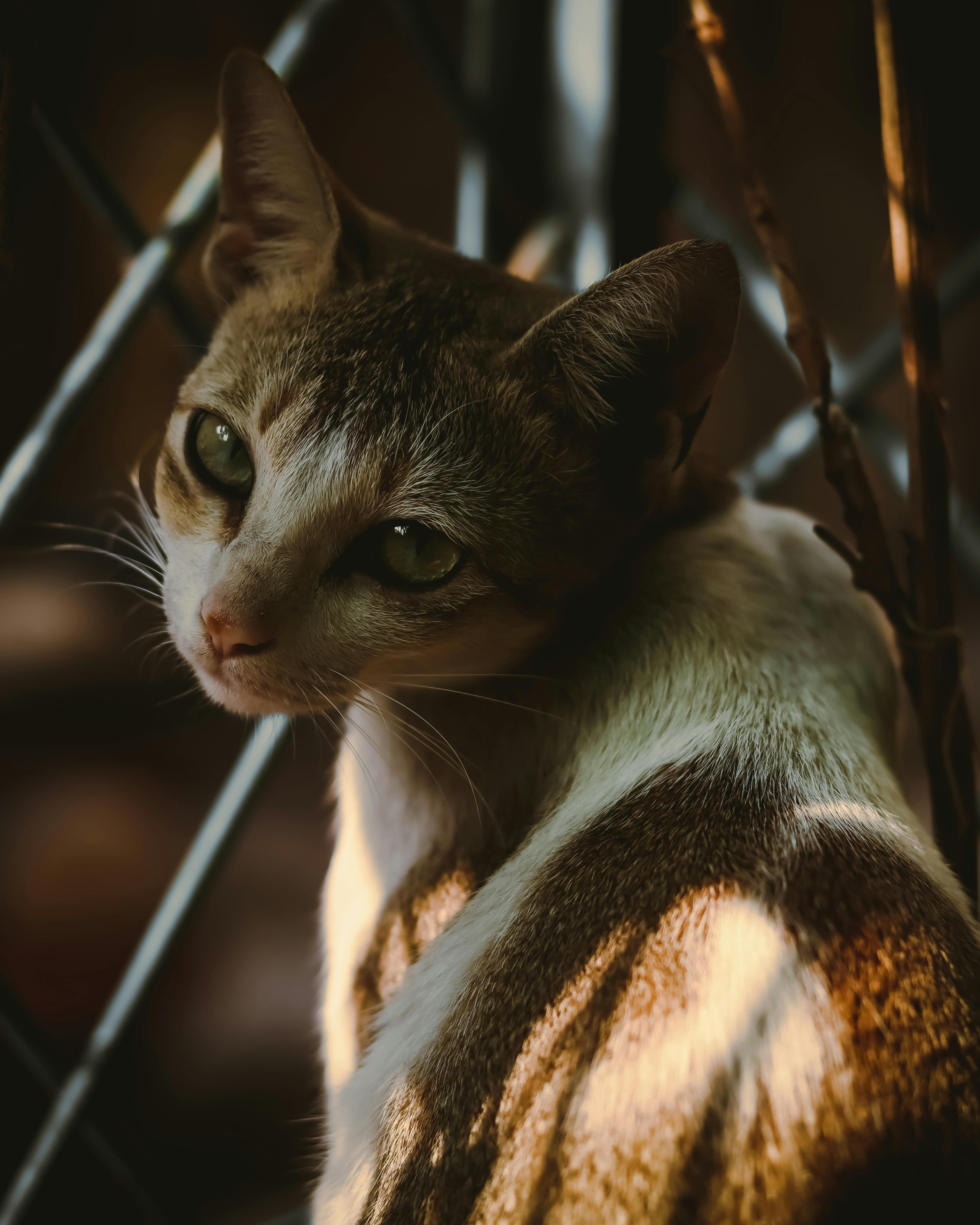 A Portrait of a Brown and White Cat · Free Stock Photo