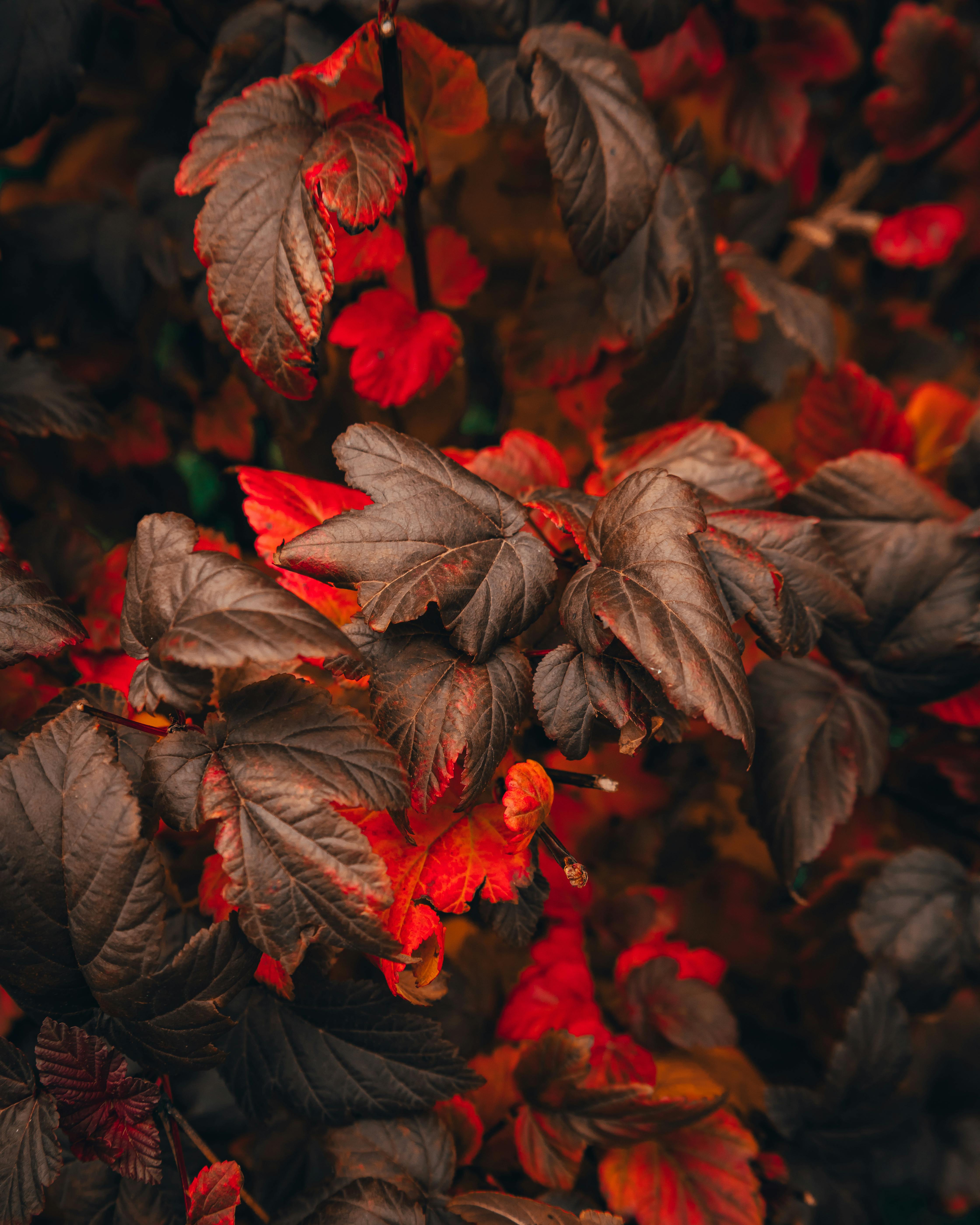 Red leaves · Free Stock Photo