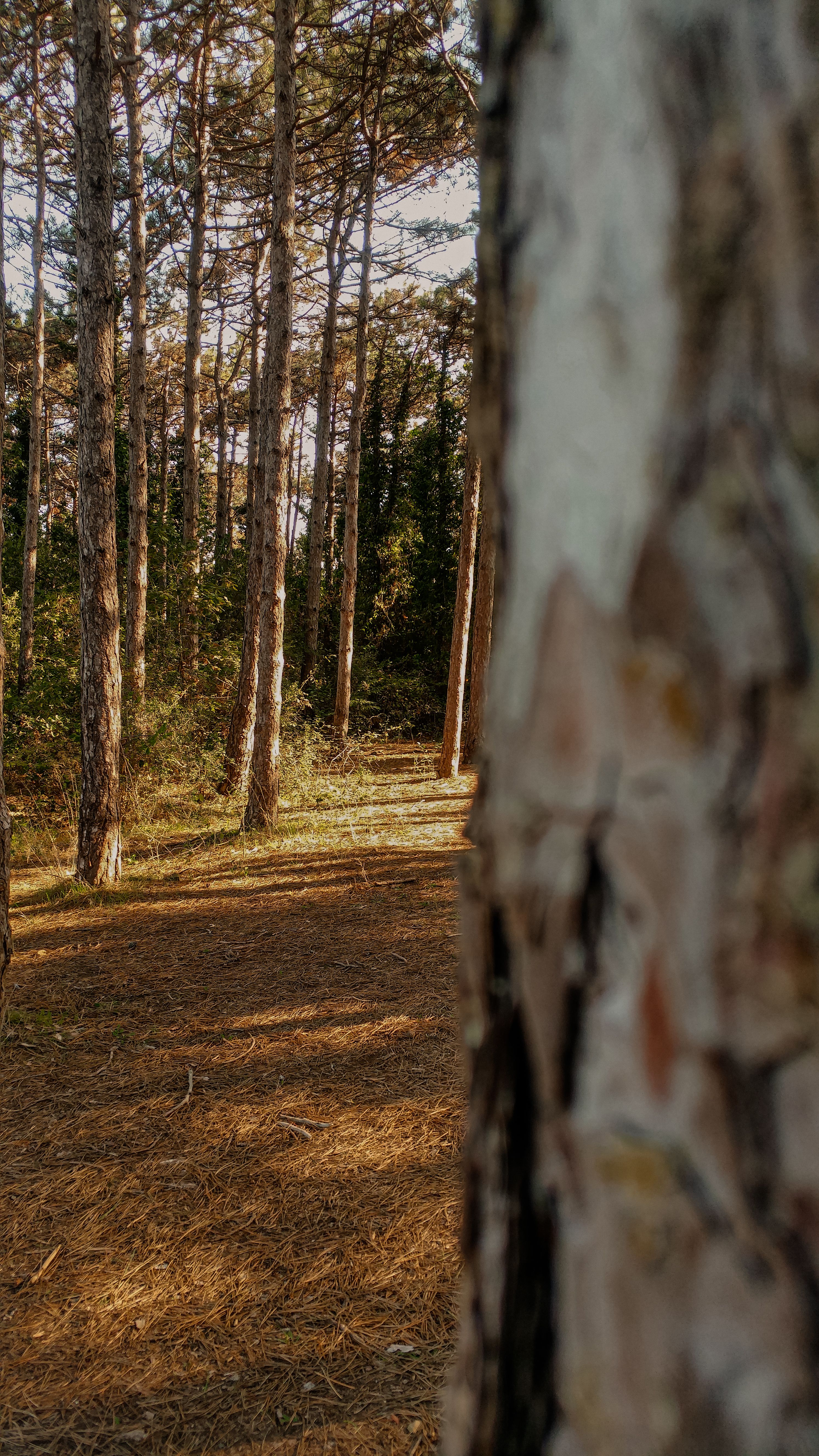 Brown Trees in the Forest · Free Stock Photo