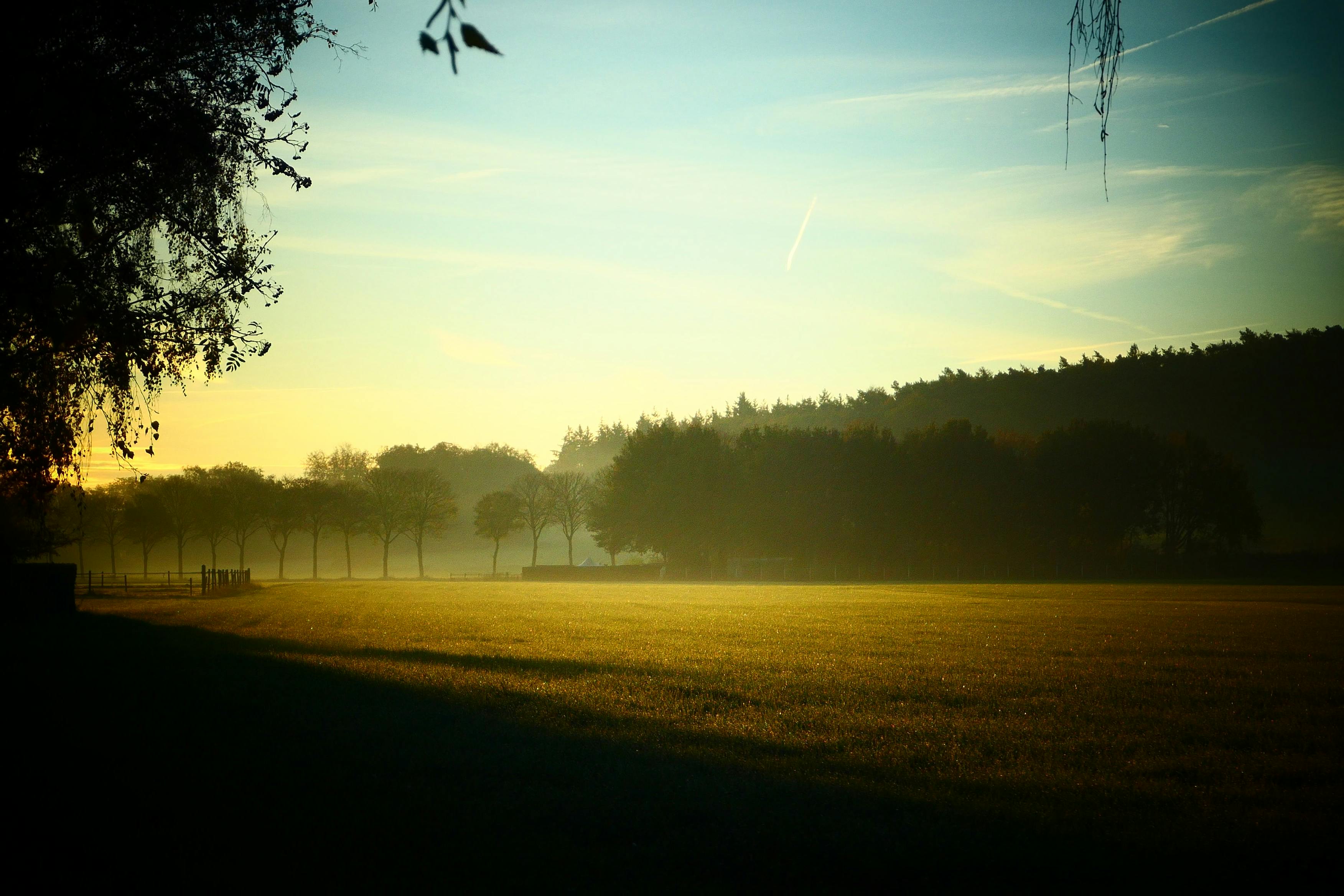 Sunlight over a Grass Field · Free Stock Photo
