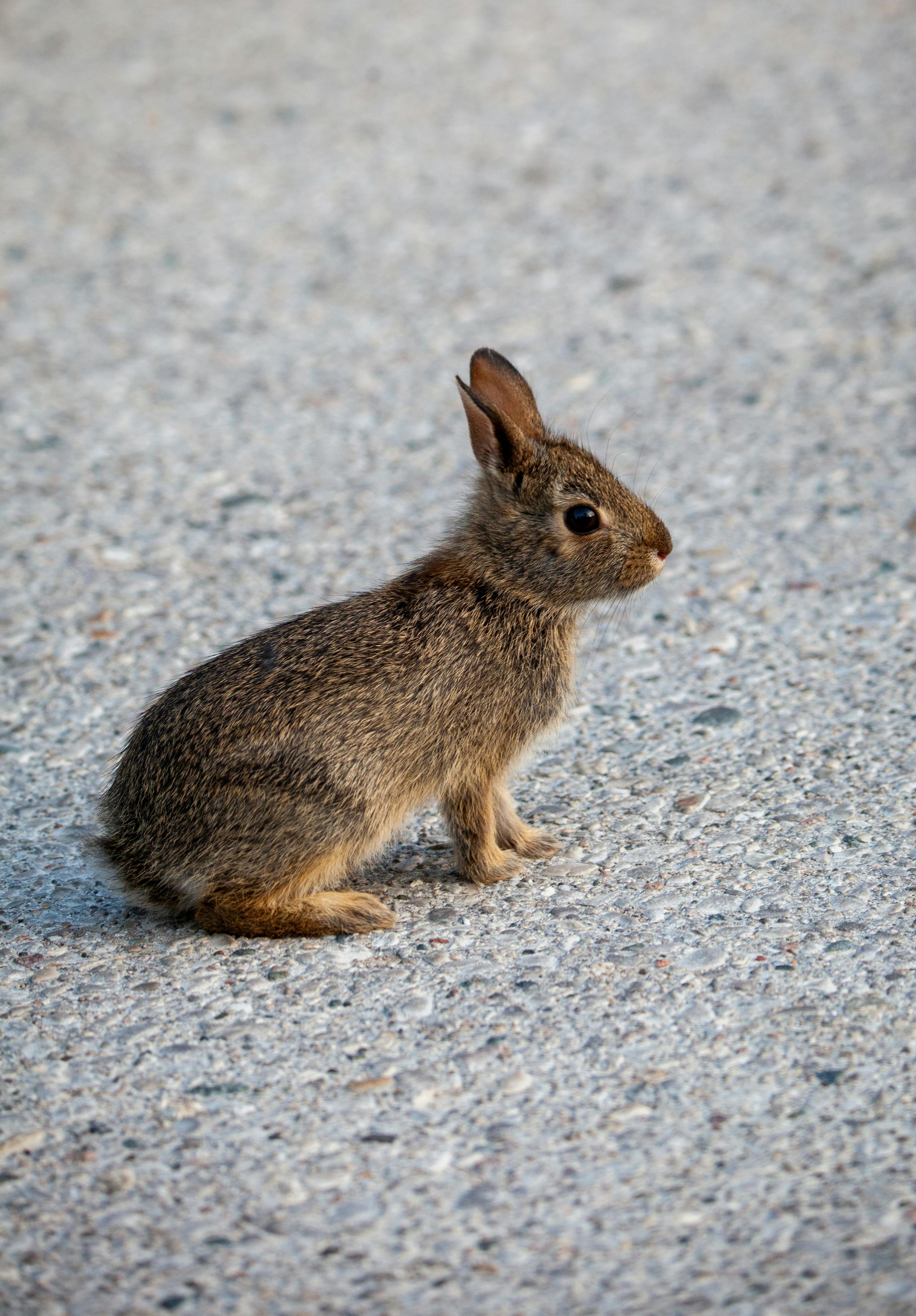 Bunny in Close Up Shot · Free Stock Photo