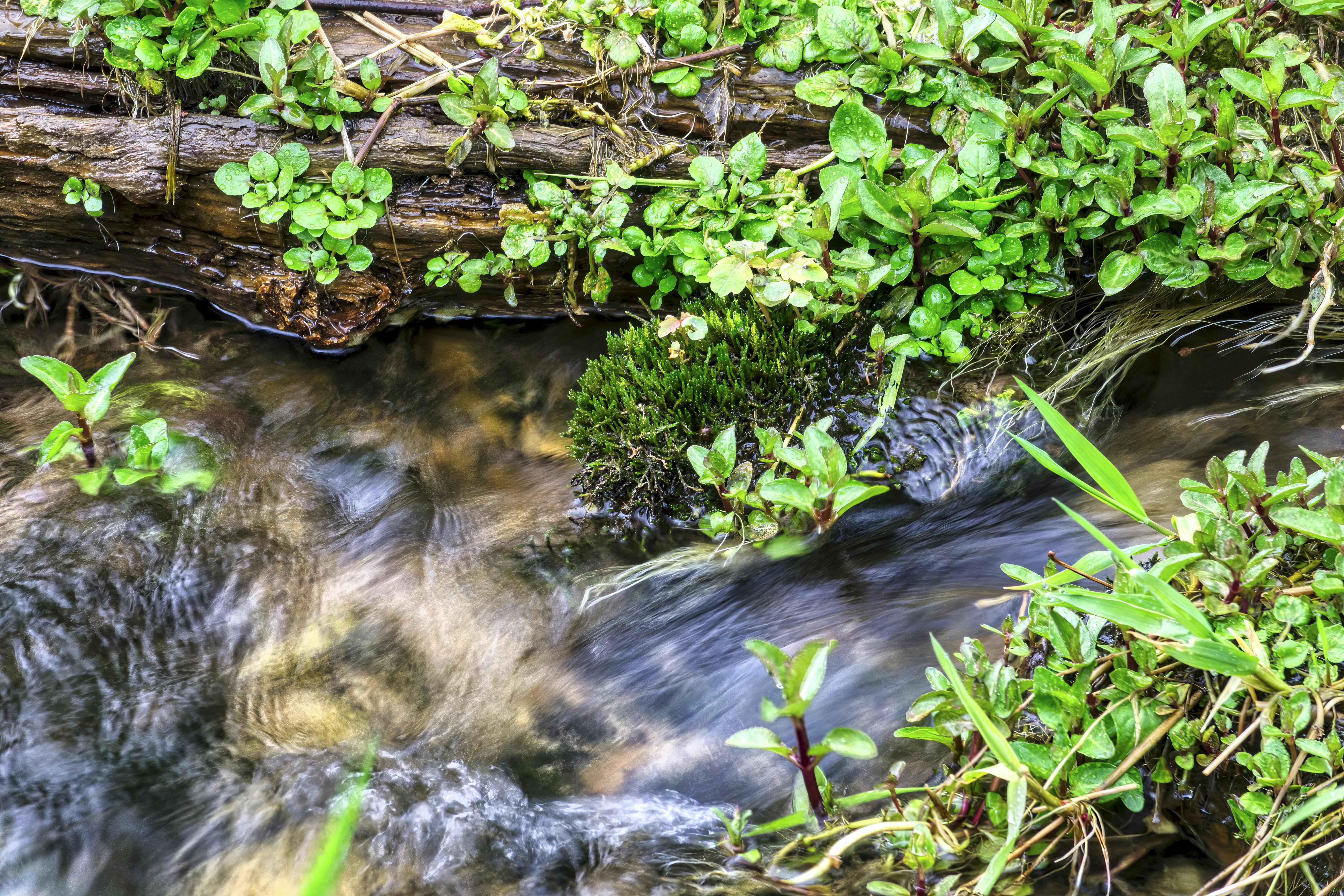 Close up of Stream · Free Stock Photo