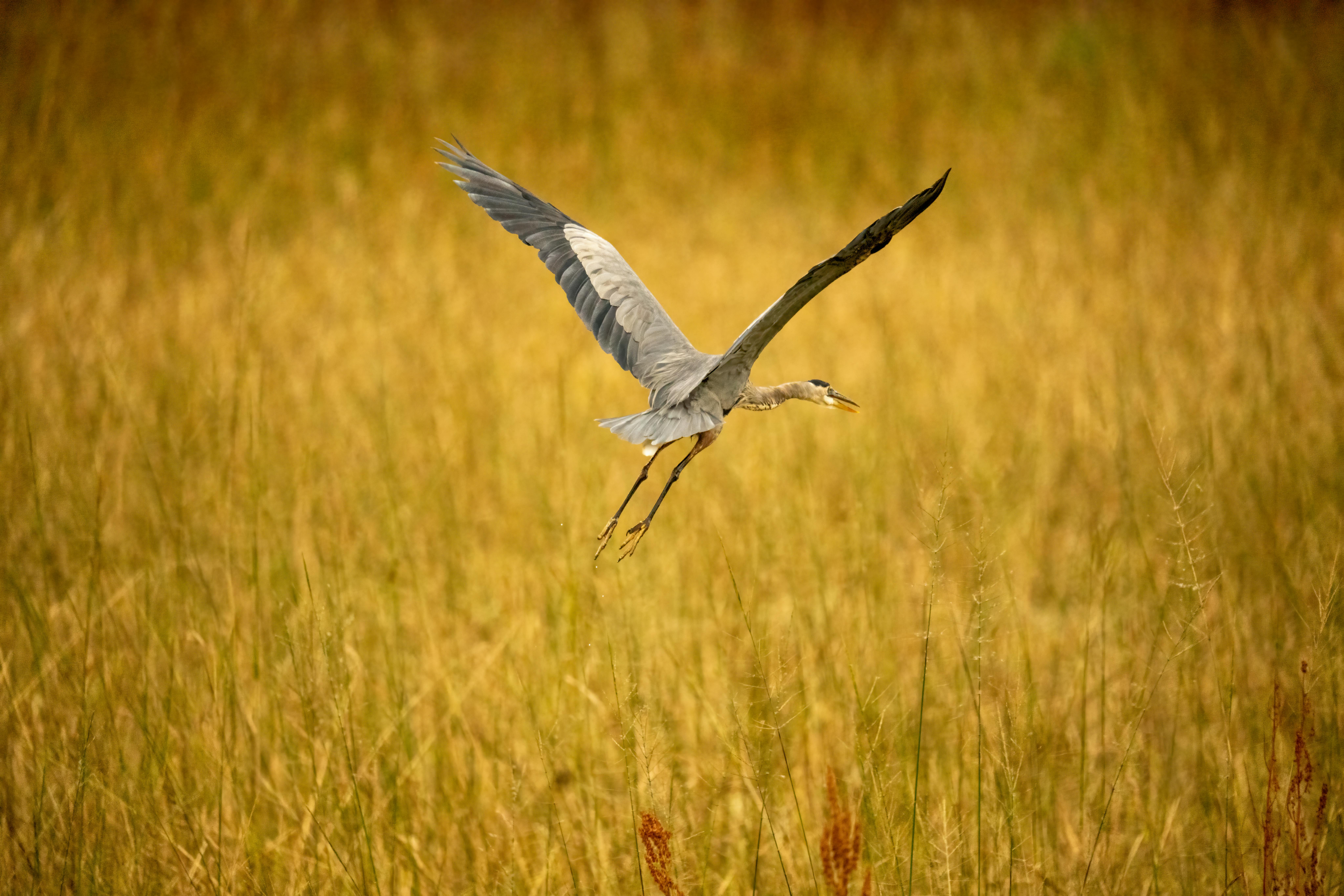 A Great Blue Heron Flying · Free Stock Photo