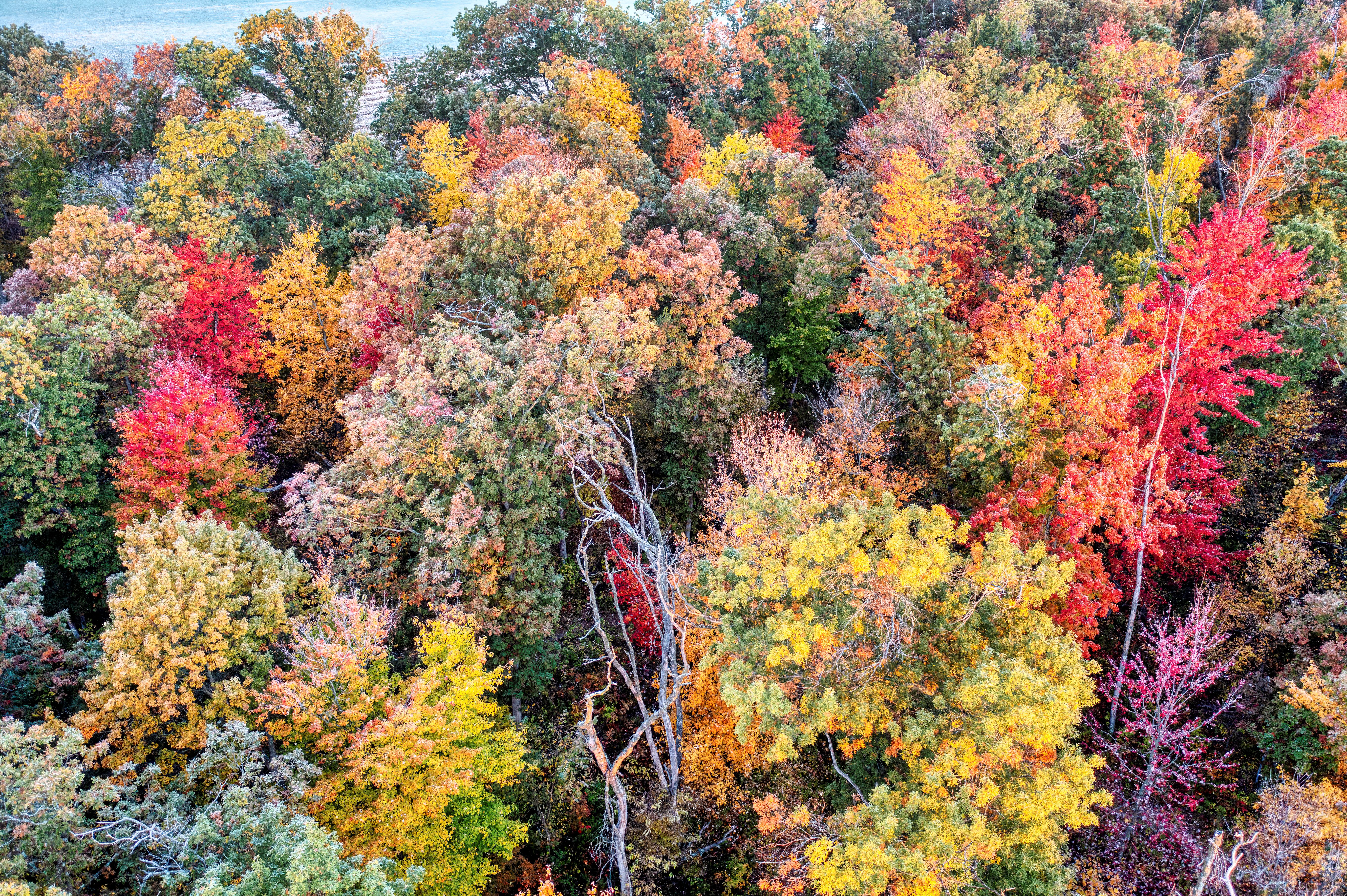 Photo of Trees During Autumn · Free Stock Photo