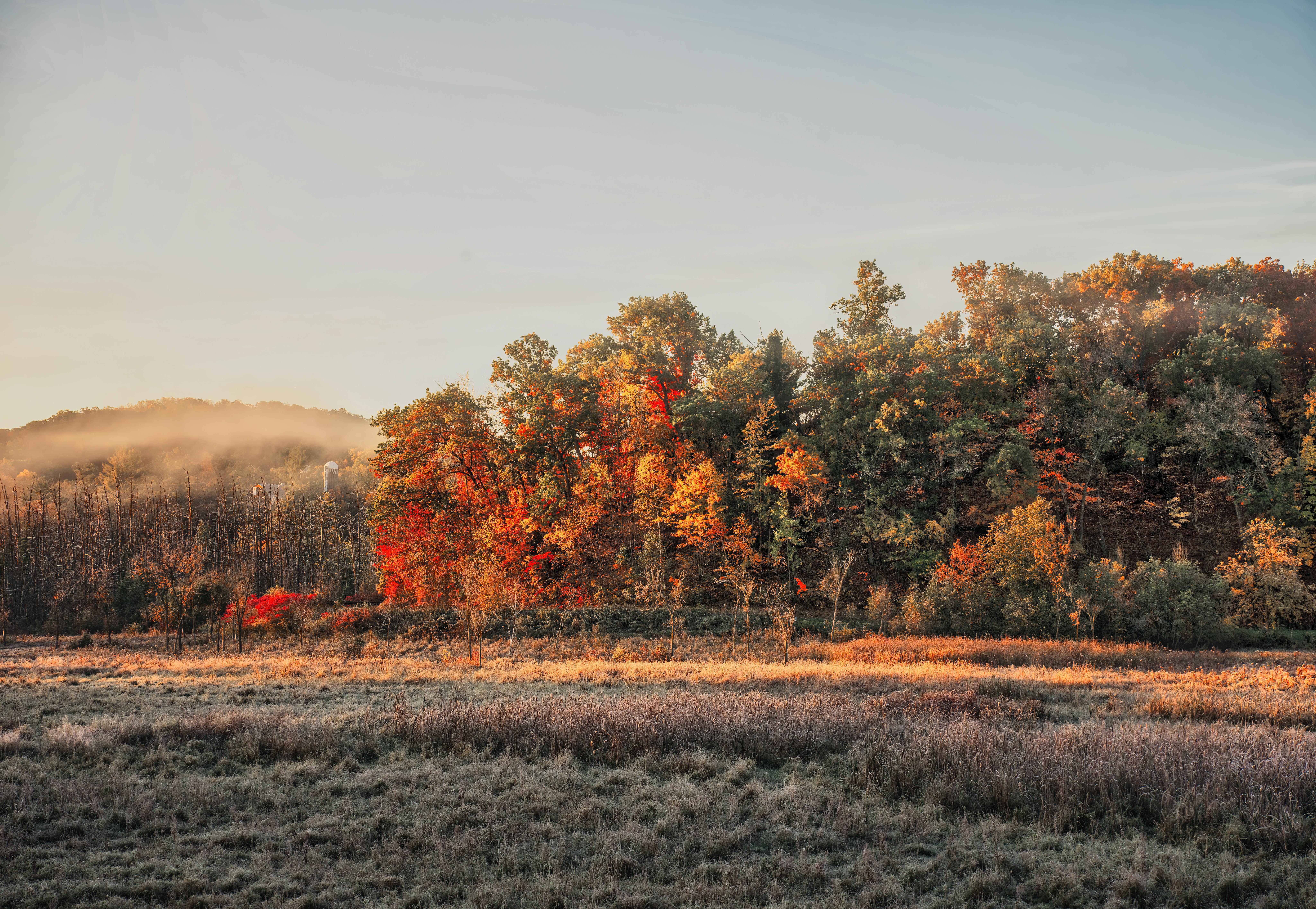 Grass Field Near Trees During Autumn · Free Stock Photo