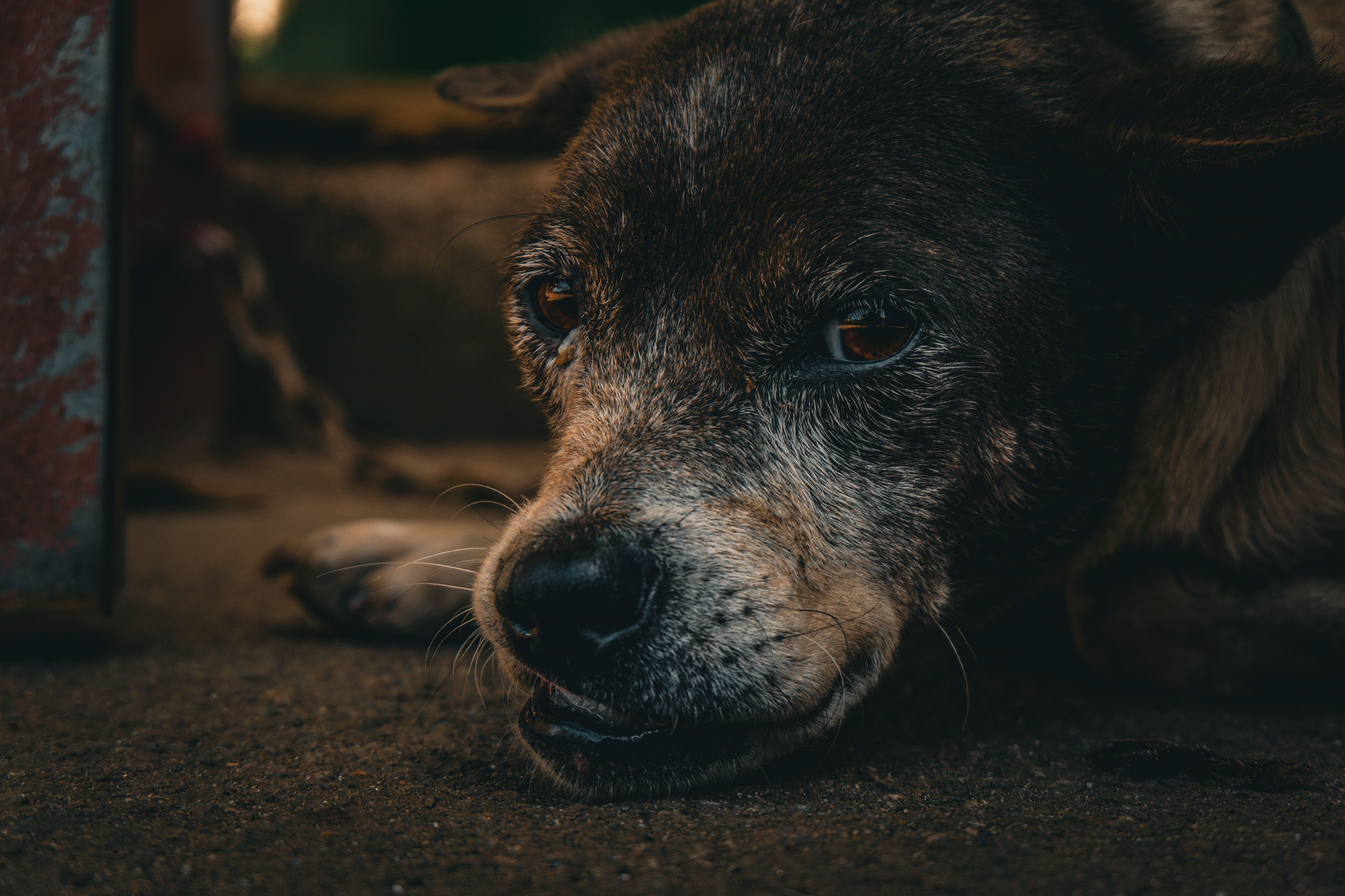 Basset Hound Dog in Close-Up Photography · Free Stock Photo