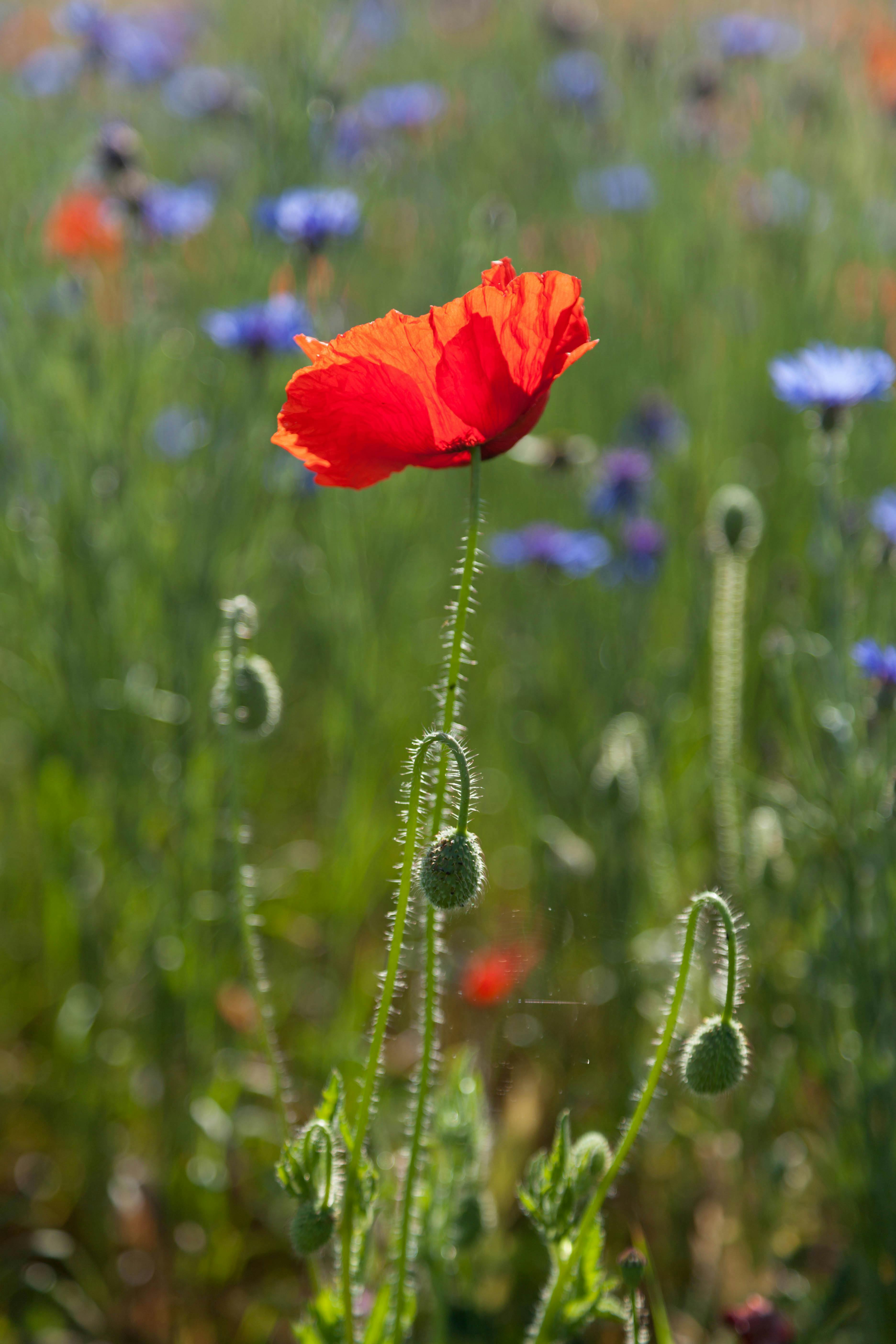 Close-Up Shot of Poppy Flowers · Free Stock Photo