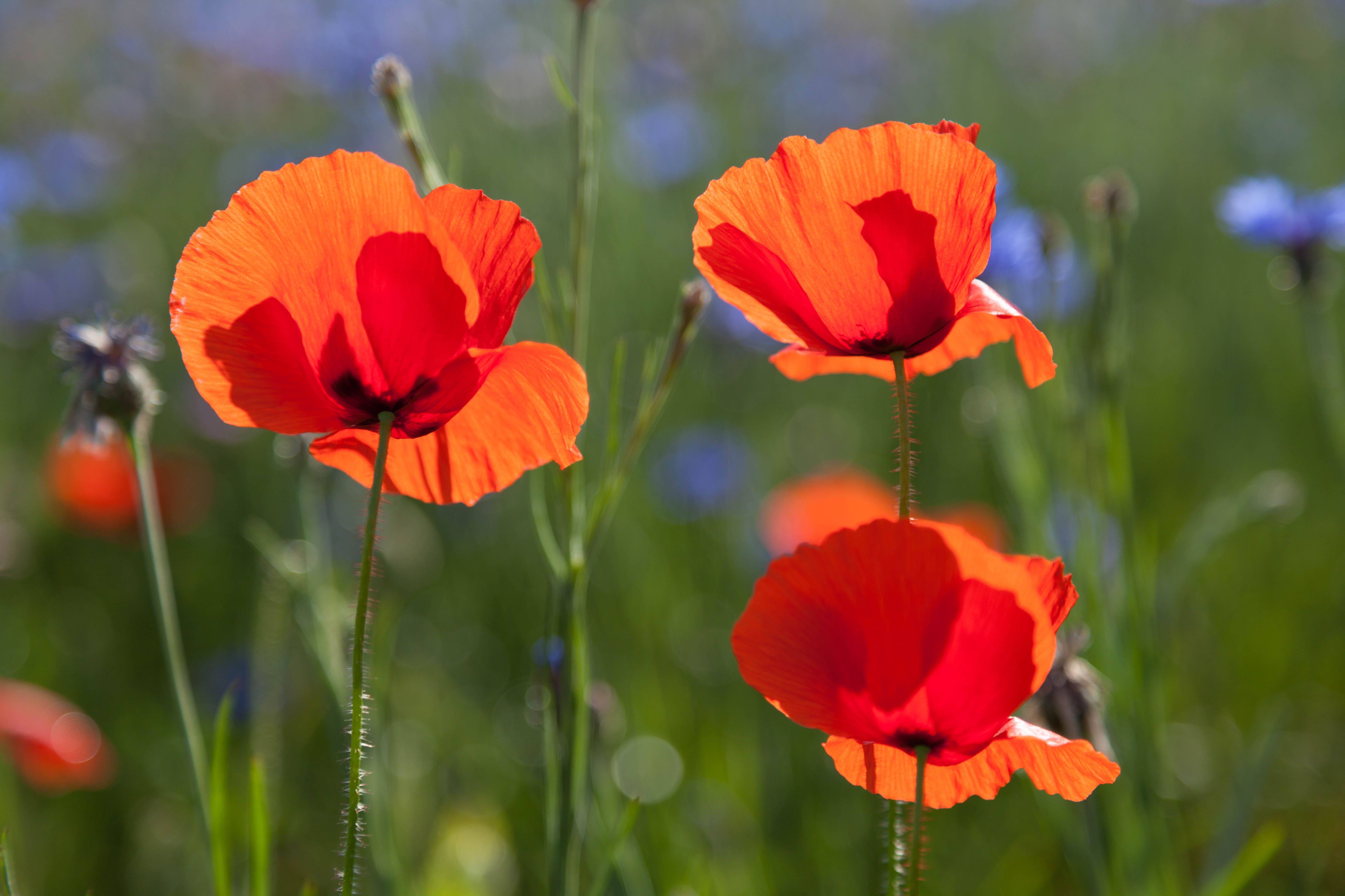 Poppy Flowers in Bloom · Free Stock Photo