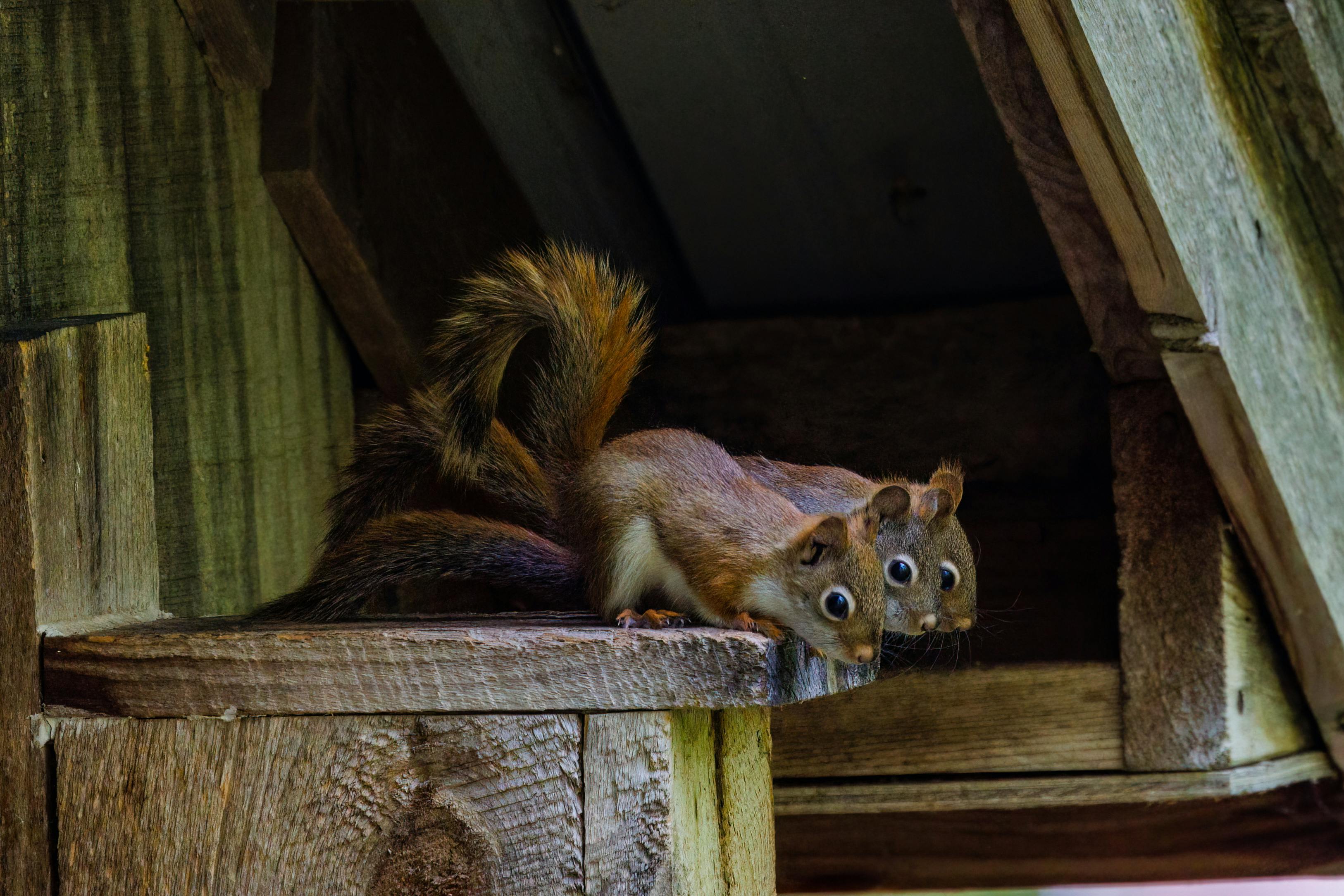 Close Up Photography of Brown Animal · Free Stock Photo