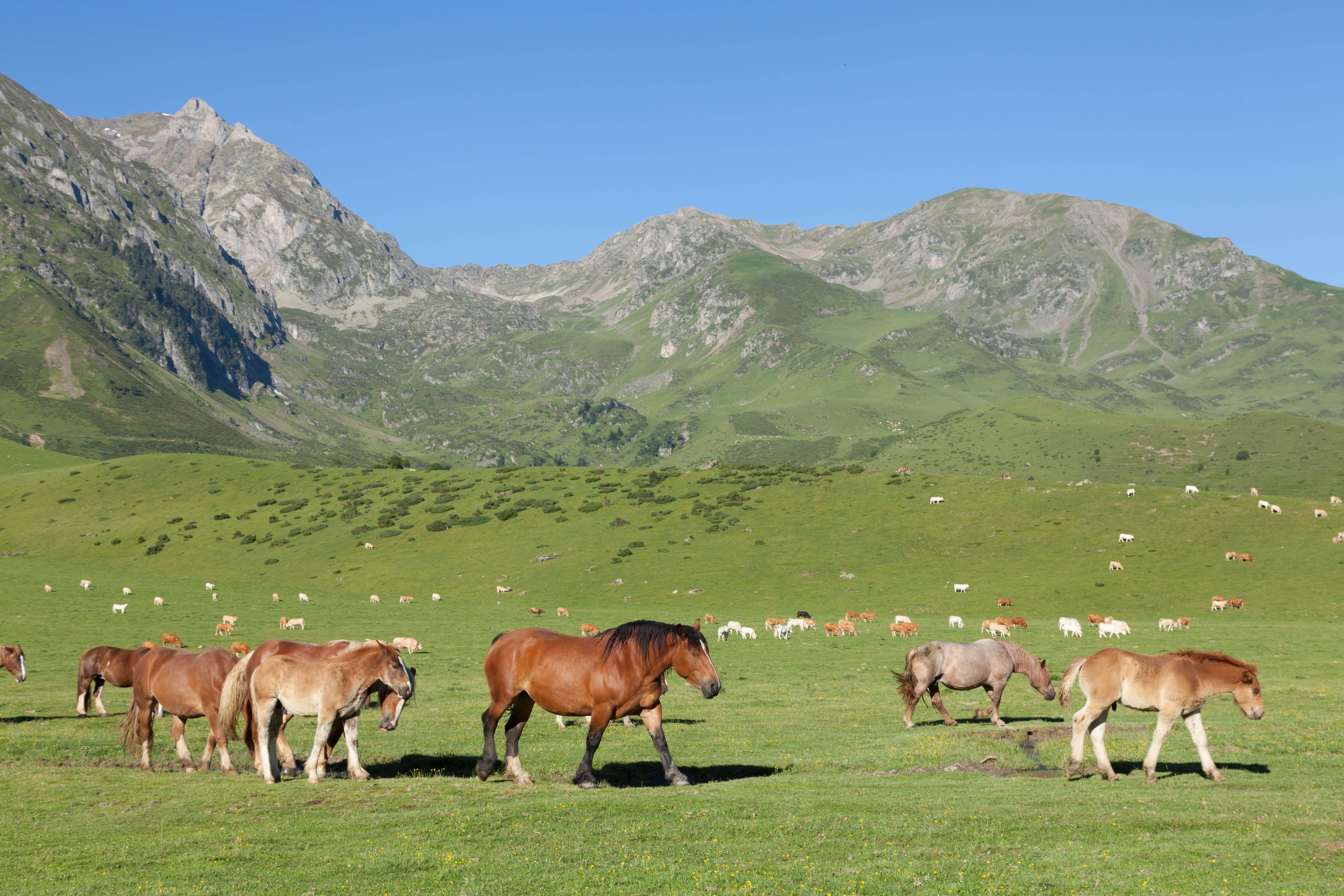 Horses on the Grass Field · Free Stock Photo