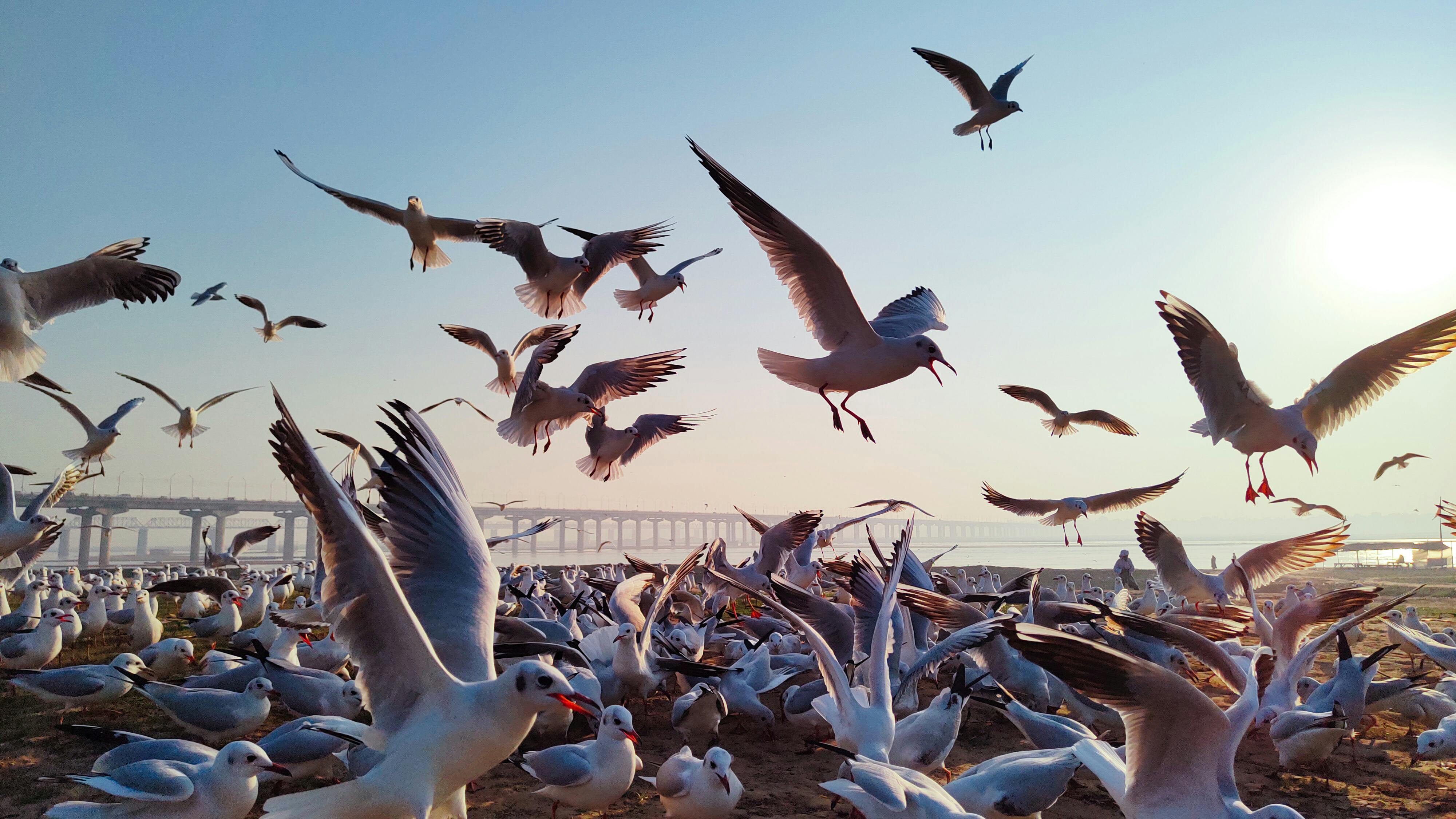 Close-Up Shot of Flock of Birds · Free Stock Photo