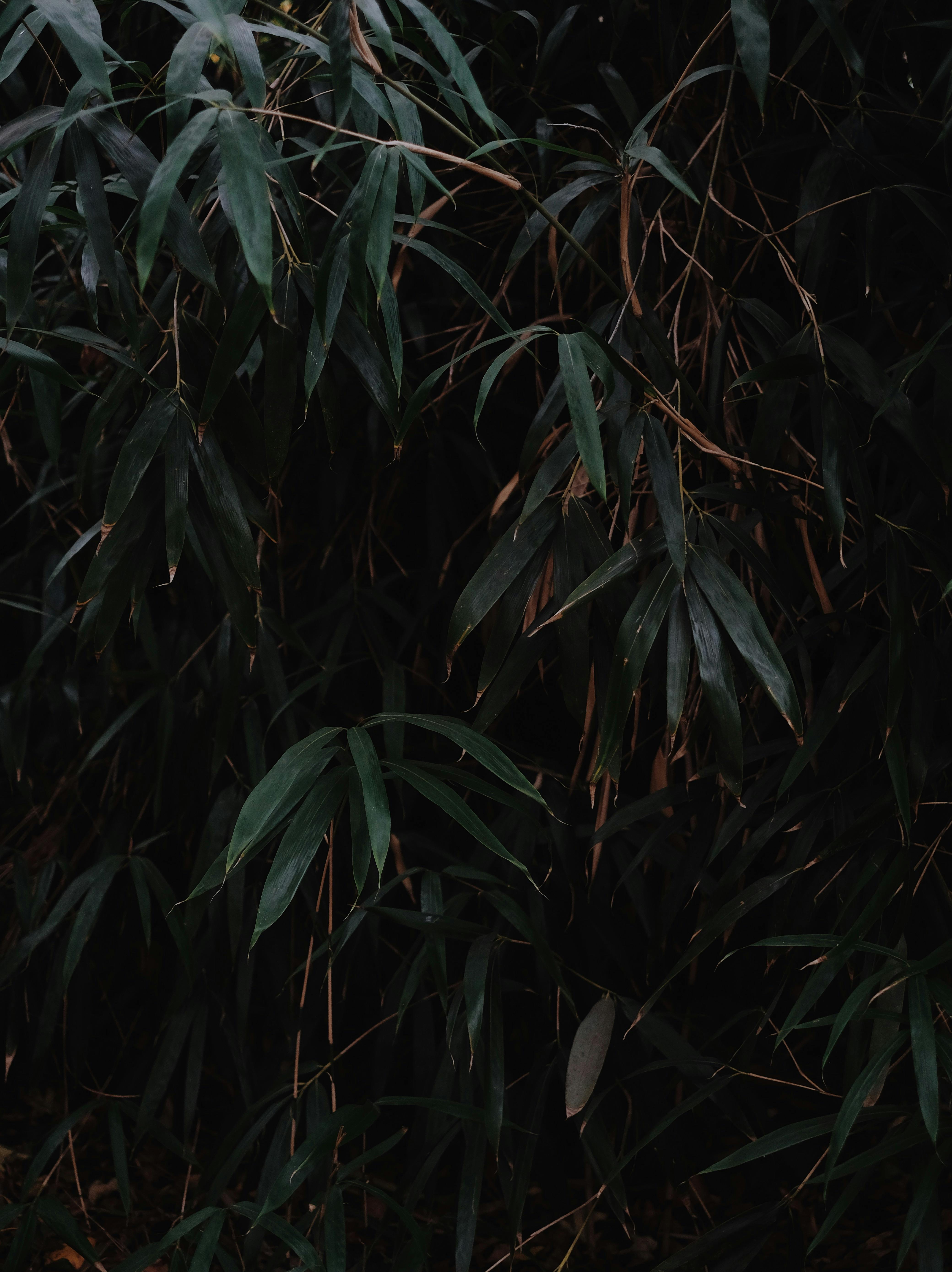 Chernobyl Plant Photos, Download The BEST Free Chernobyl Plant Stock ...