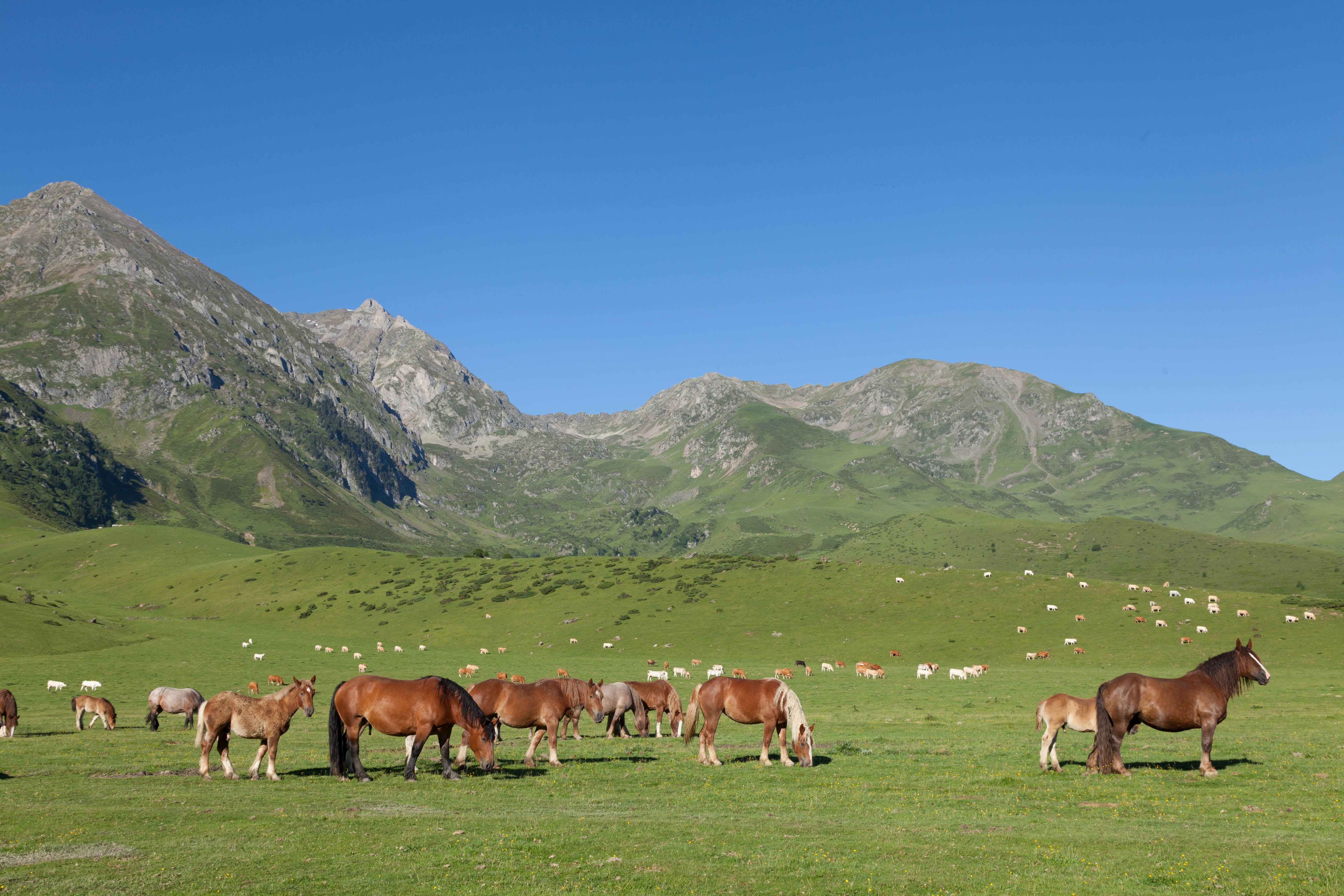 Horses on Brown Grass Field near Mountains · Free Stock Photo