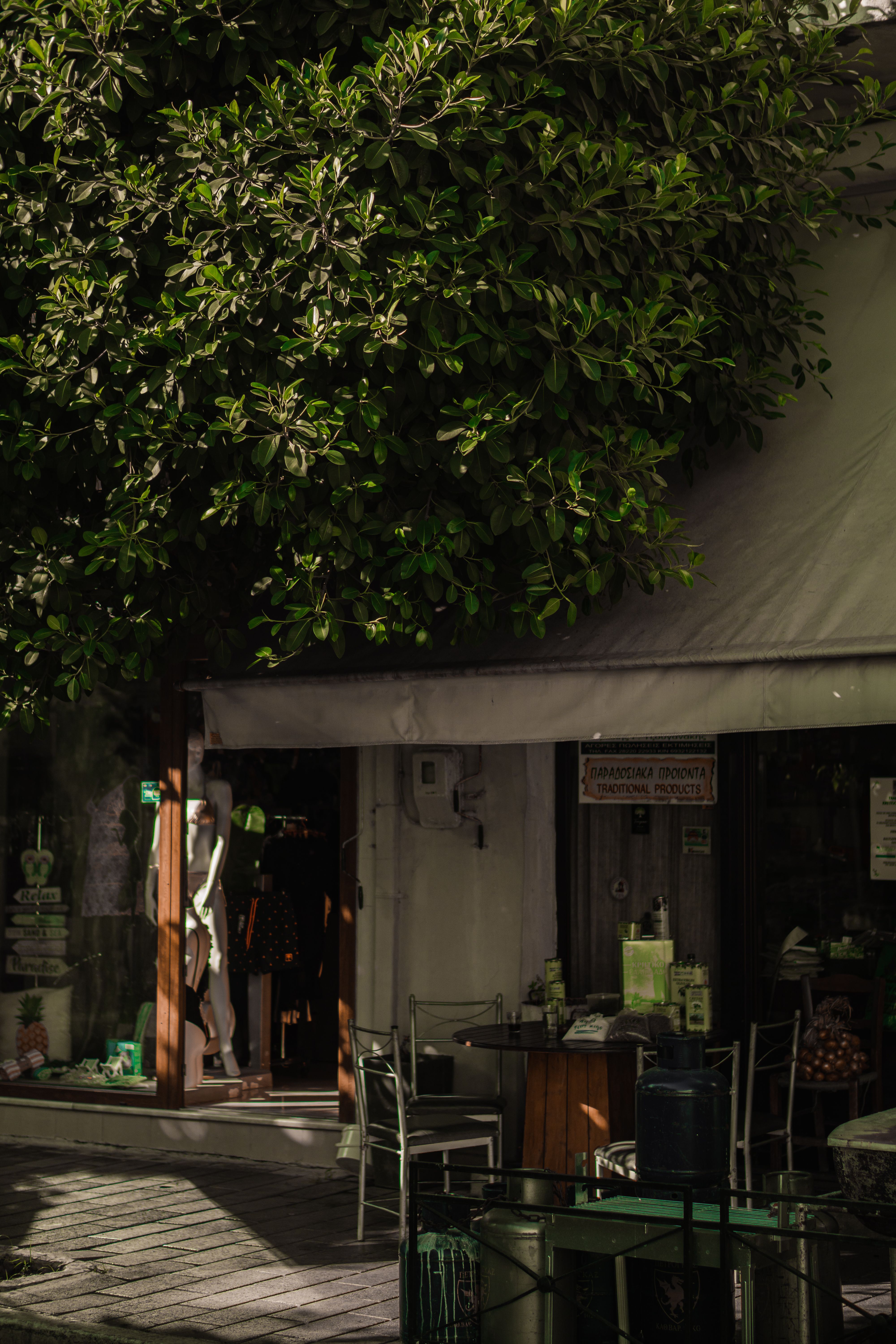 Exterior of a Cafe under a Large Green Tree · Free Stock Photo