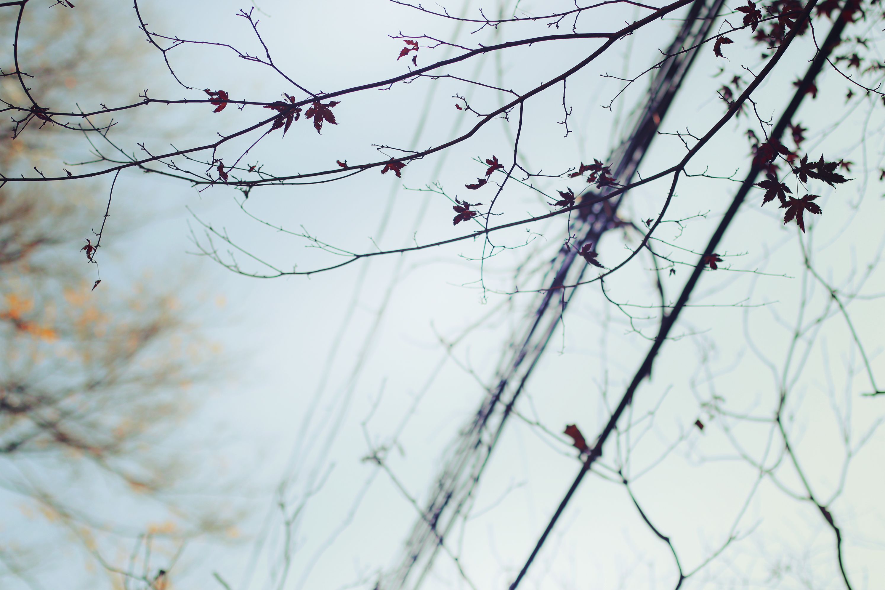 Shot of Branches · Free Stock Photo