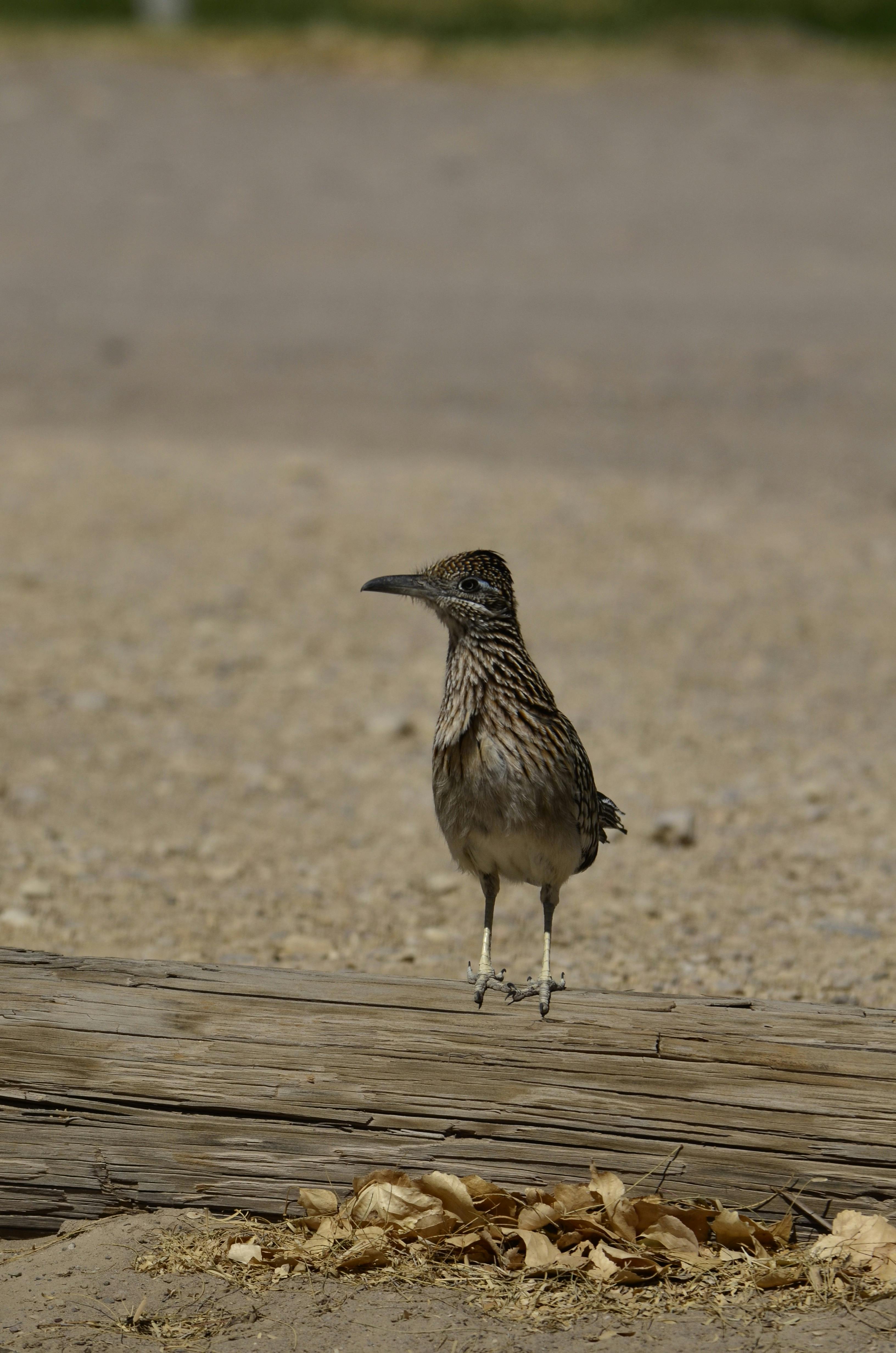 Roadrunner Photos, Download The BEST Free Roadrunner Stock Photos & HD ...