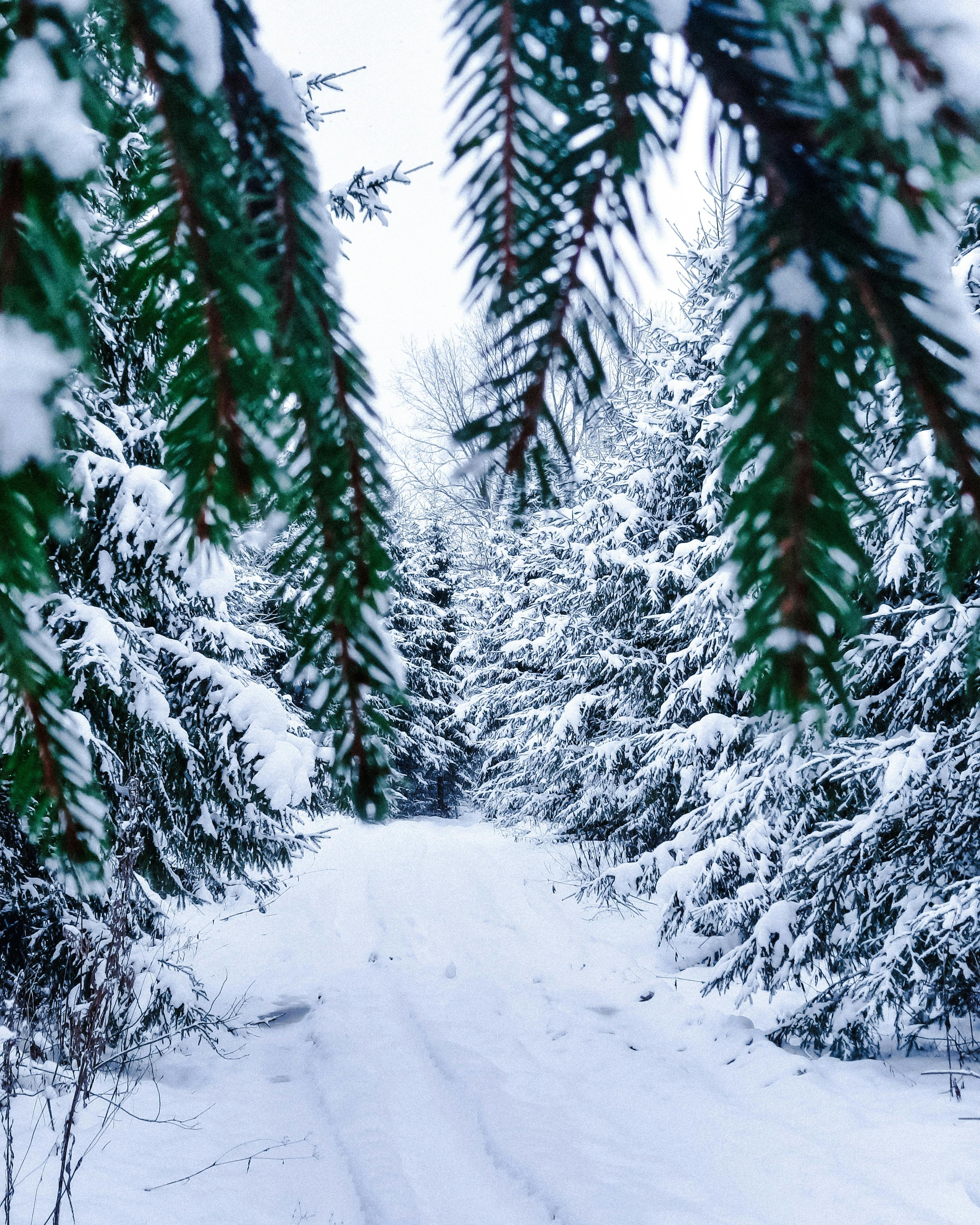 Snow Covered Ground and Trees During Winter · Free Stock Photo