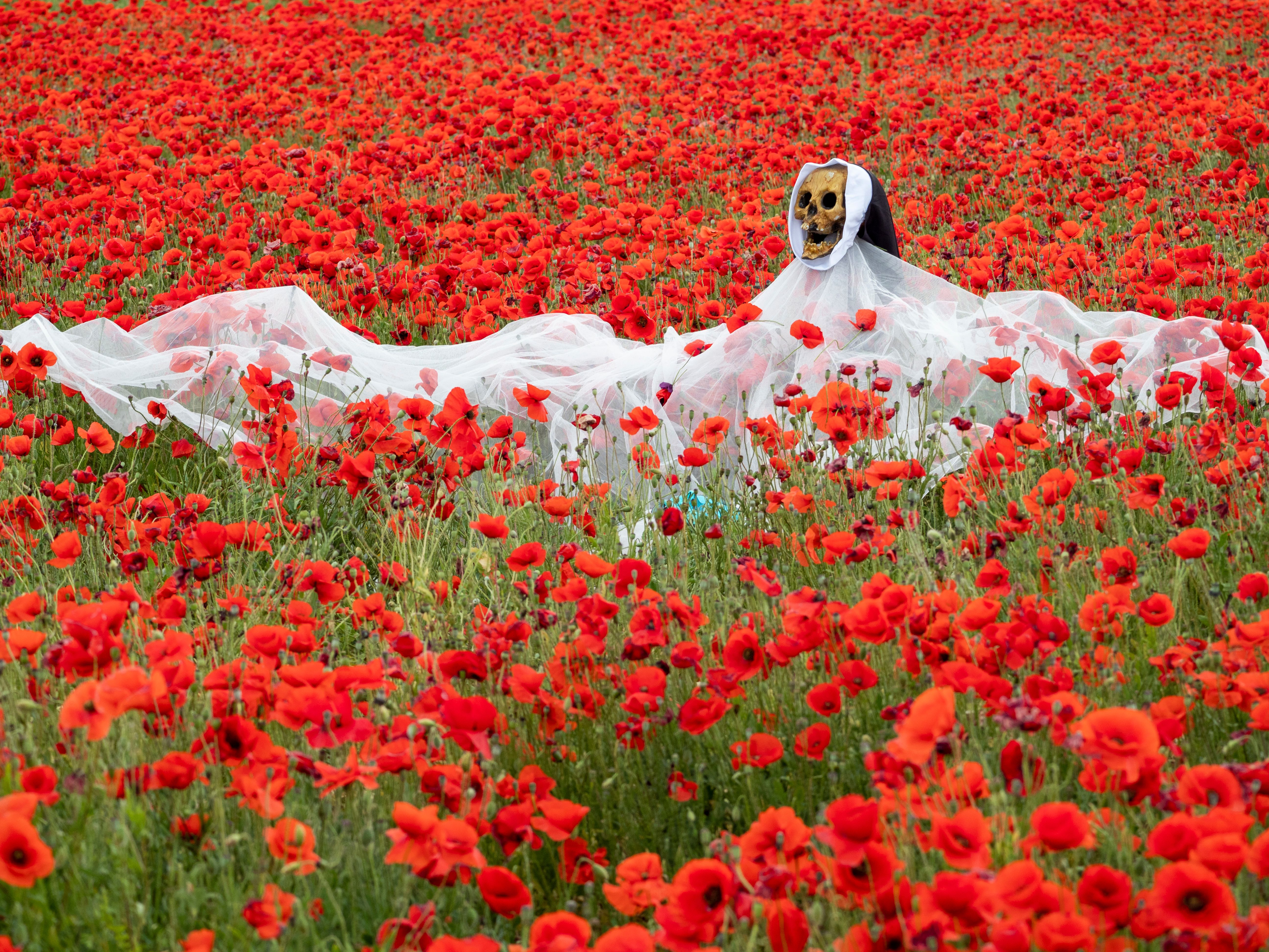 Human Skull in Poppy Field · Free Stock Photo