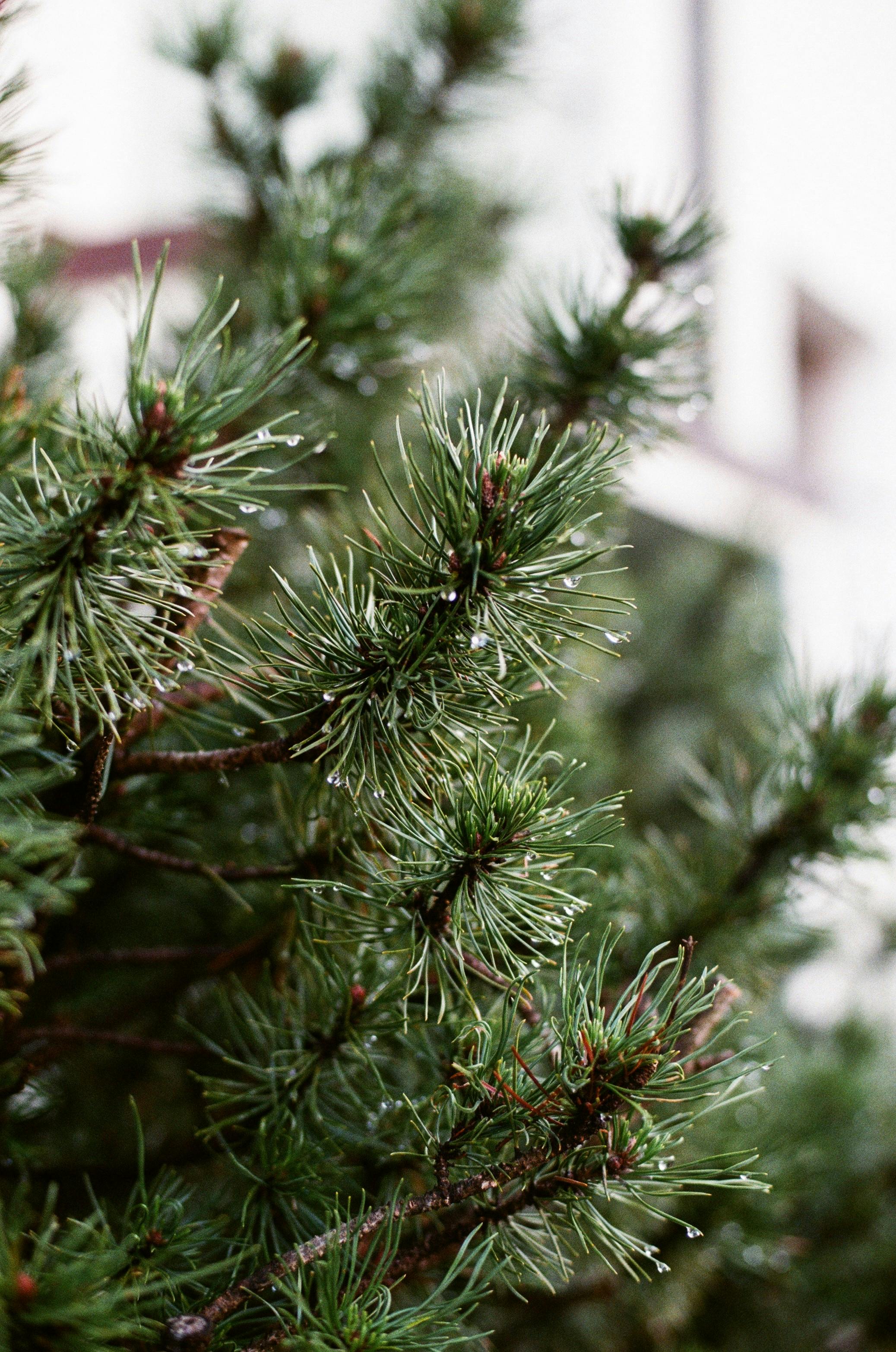 Rubber Tree Leaves Photos, Download The BEST Free Rubber Tree Leaves ...